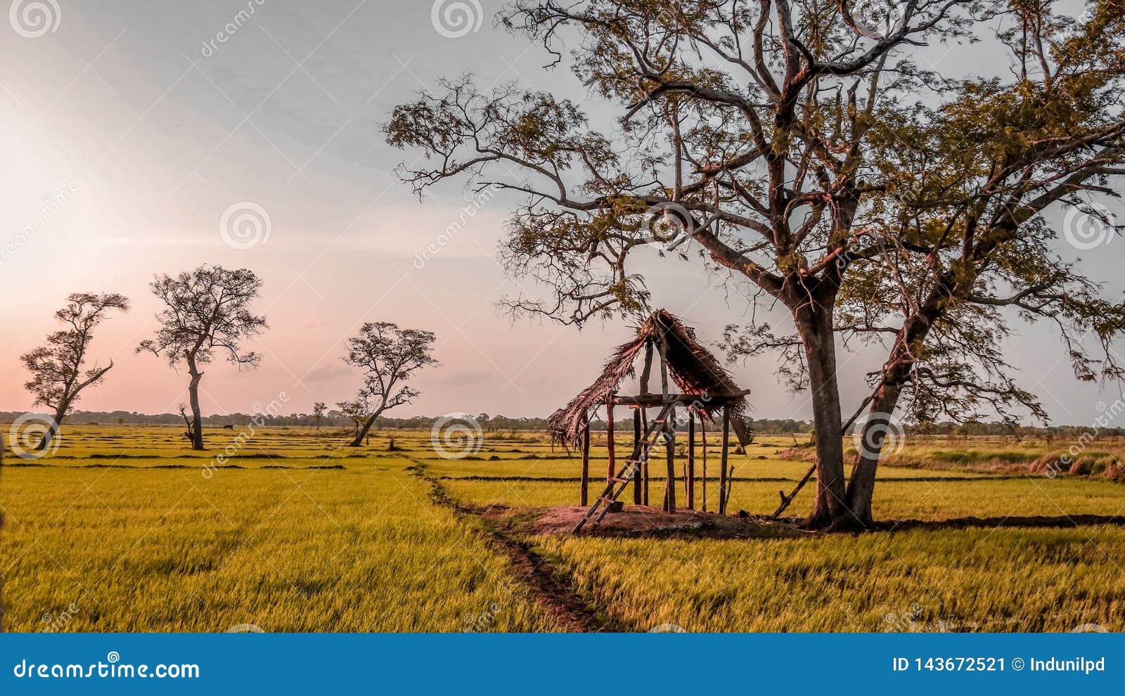 Beautiful Scenery of Hut in Chena at Rural Sri Lanka Stock Image ...