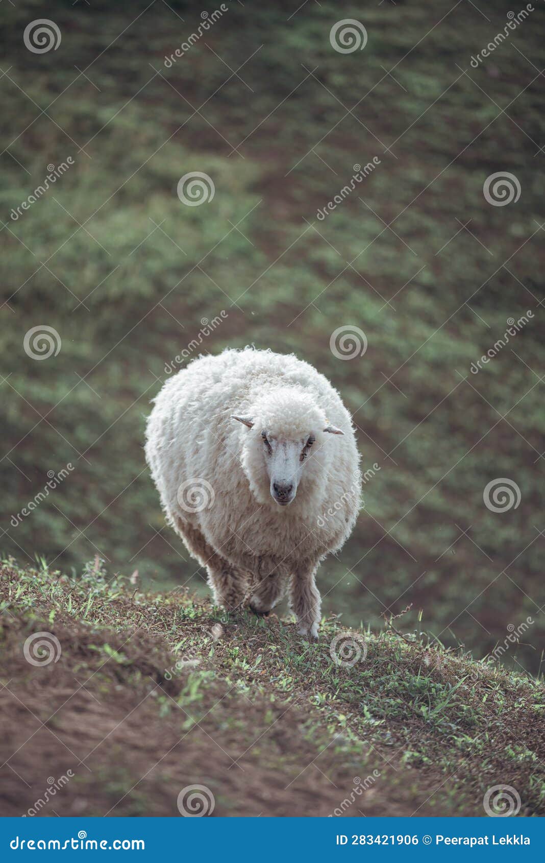 The Beautiful Scenery of a Lone Sheep Walking and Eating in the Meadow Stock Photo - Image of ...