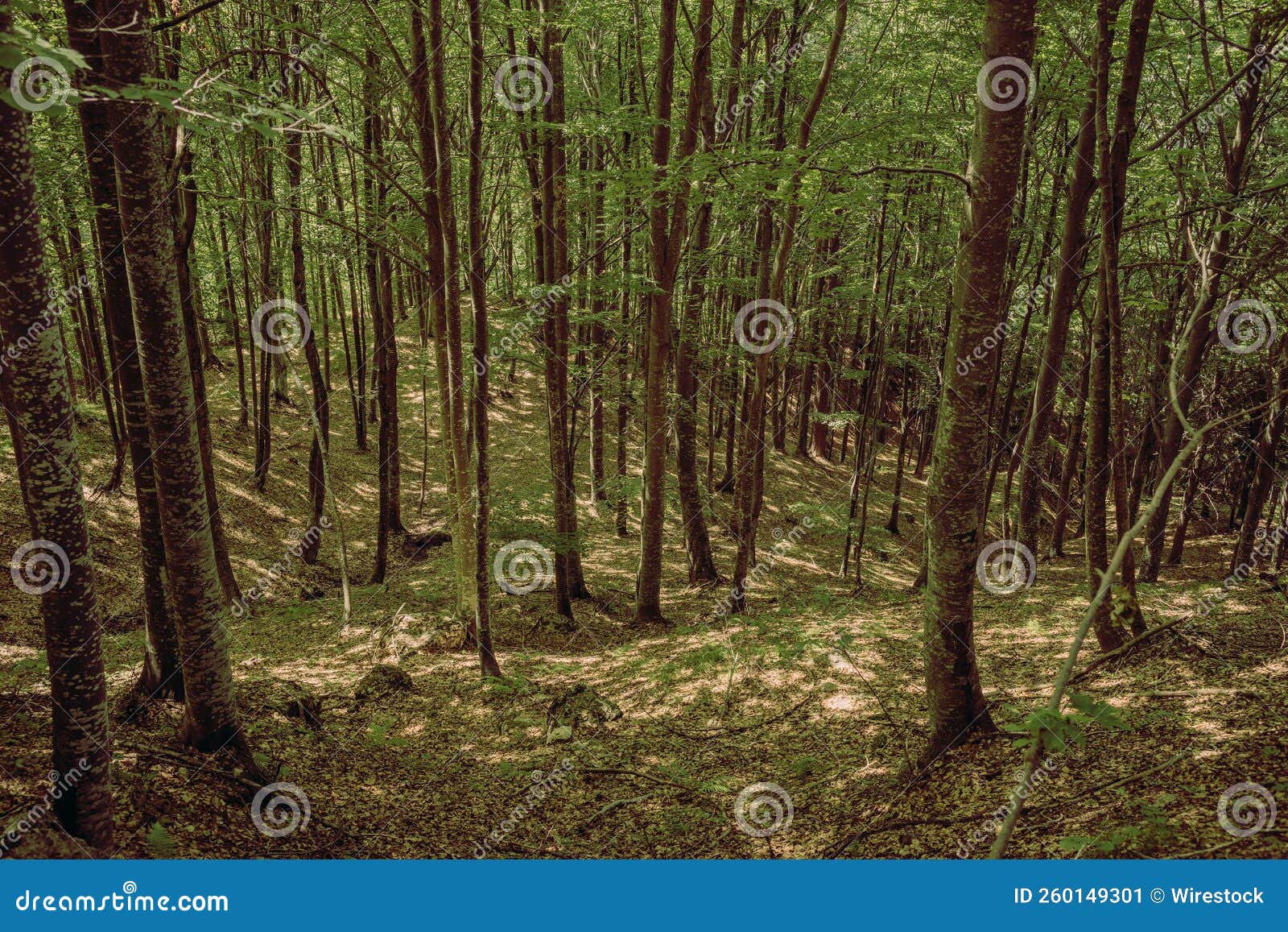 Beautiful Scenery of the Long Trees in a Forest Stock Image - Image of ...