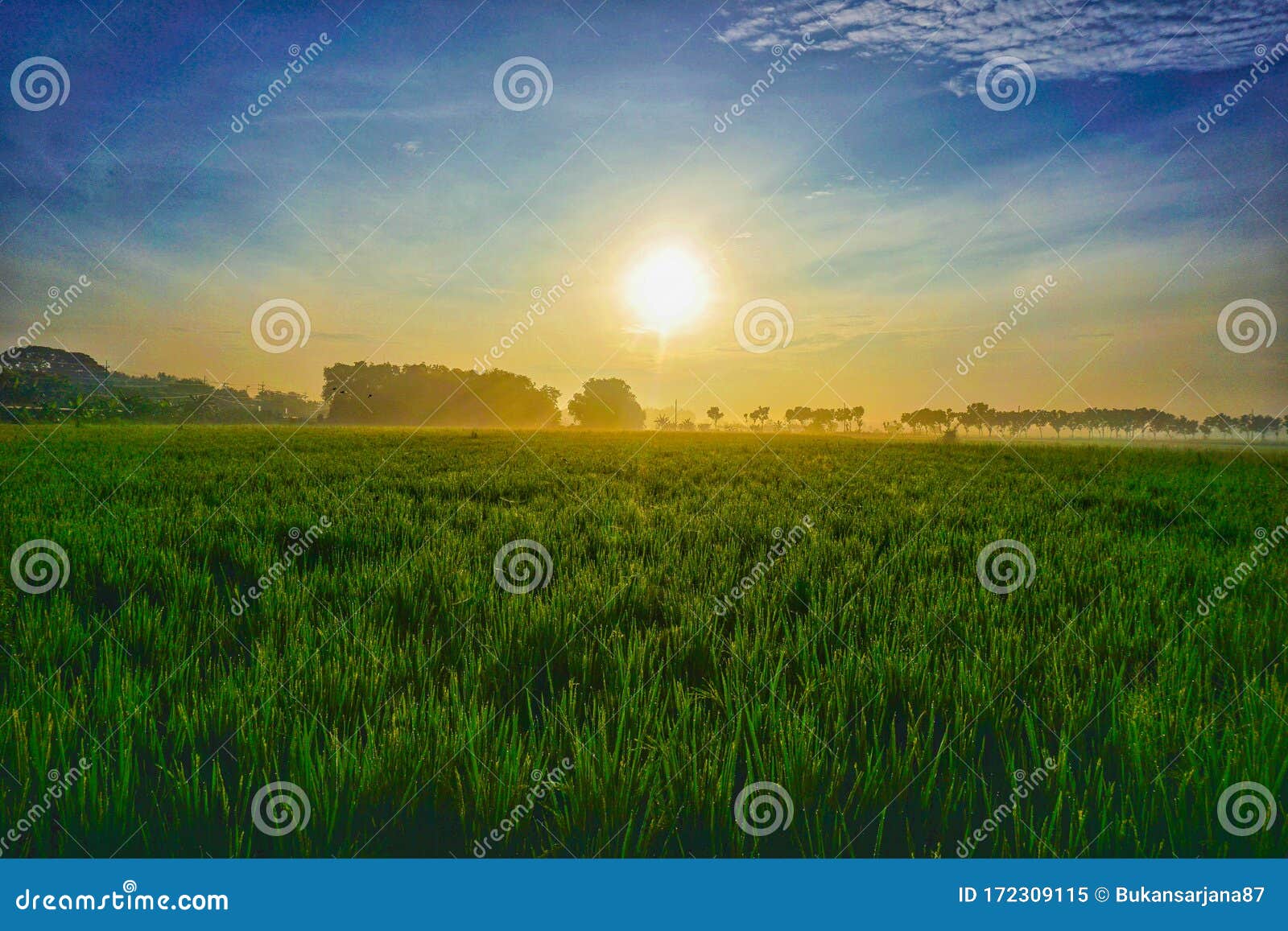 Beautiful Scenery in the Morning at the Rice Fields Stock Image - Image ...