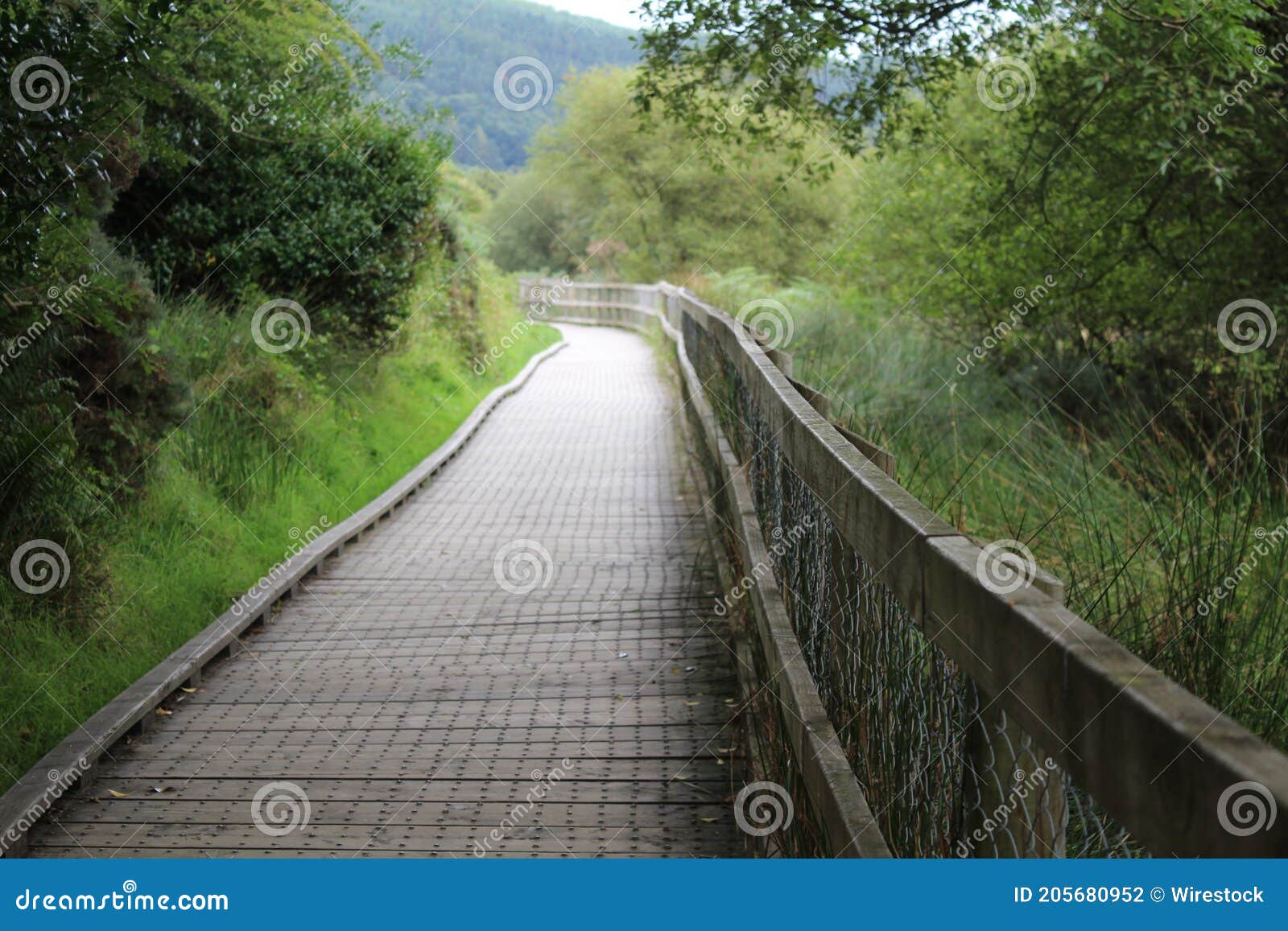 Beautiful Scenery of a Narrow Road Surrounded by Greenery Stock Photo ...
