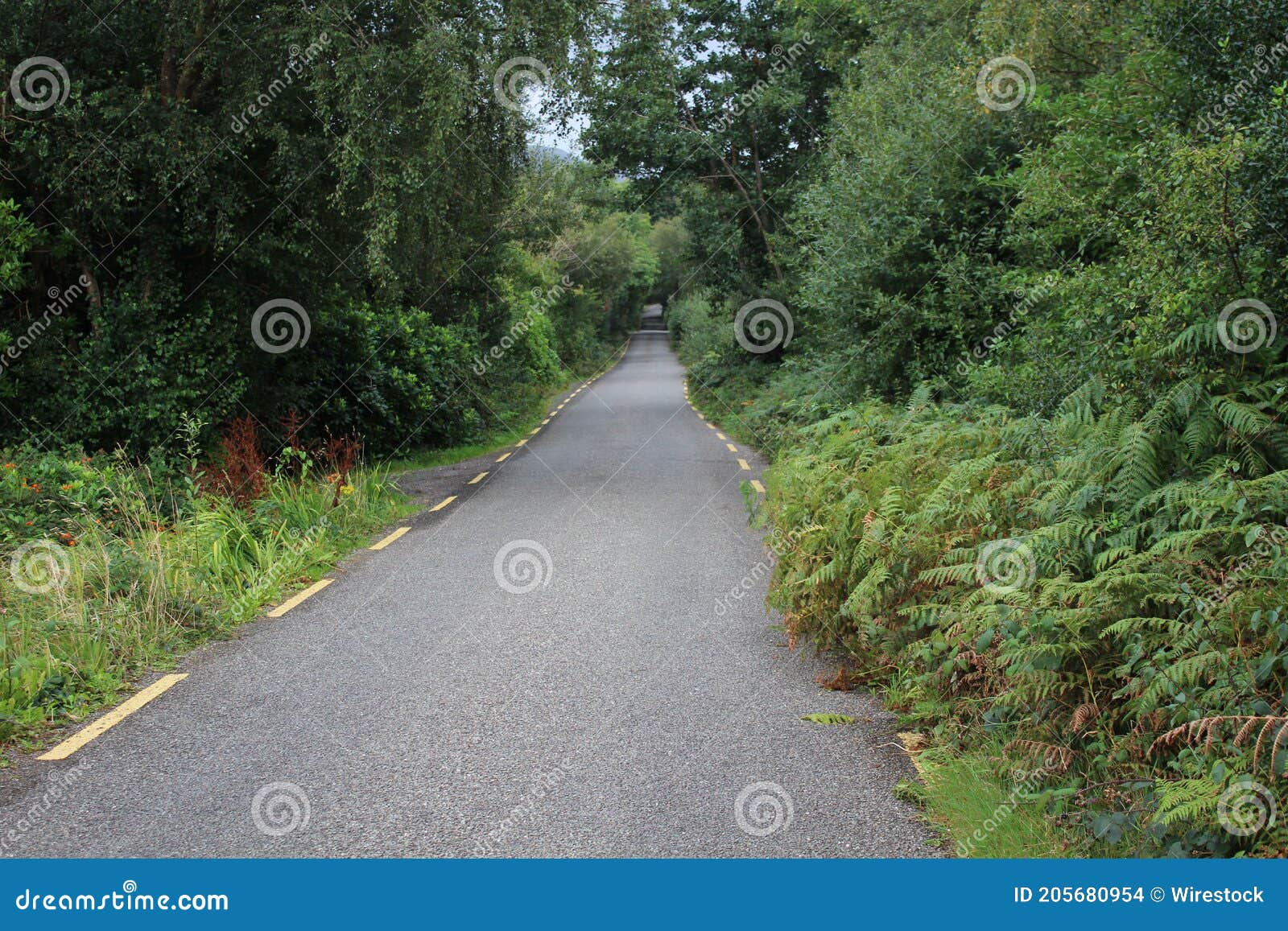 Beautiful Scenery of a Narrow Road Surrounded by Greenery Stock Photo ...