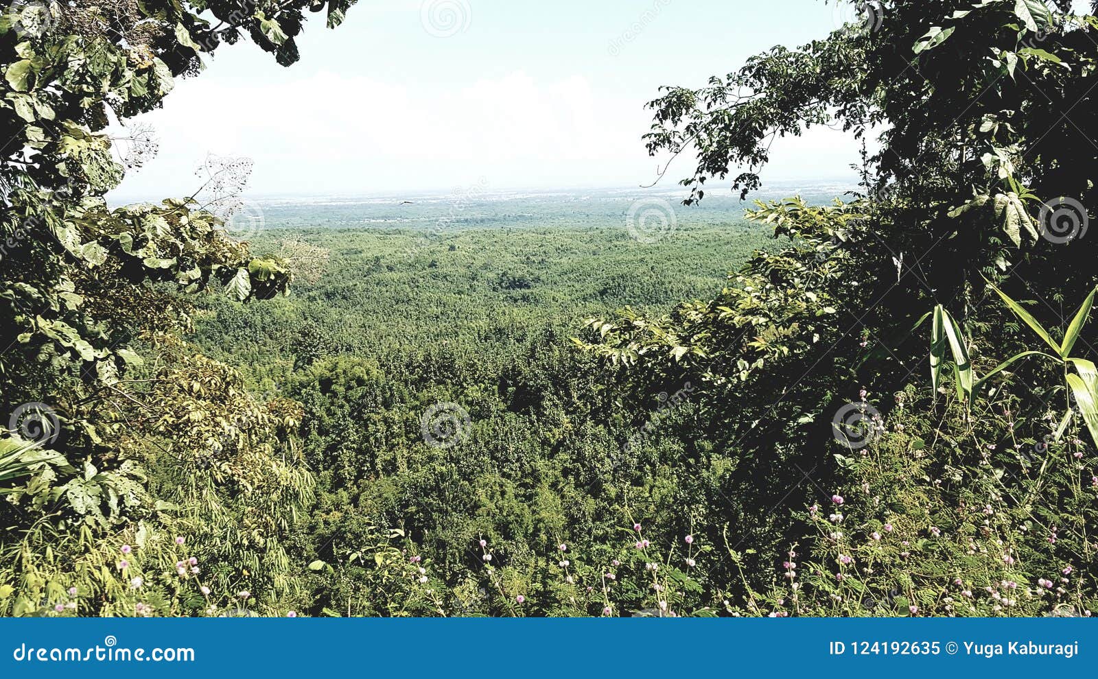 Deep Forest stock image. Image of beautiful, scenery - 124192635