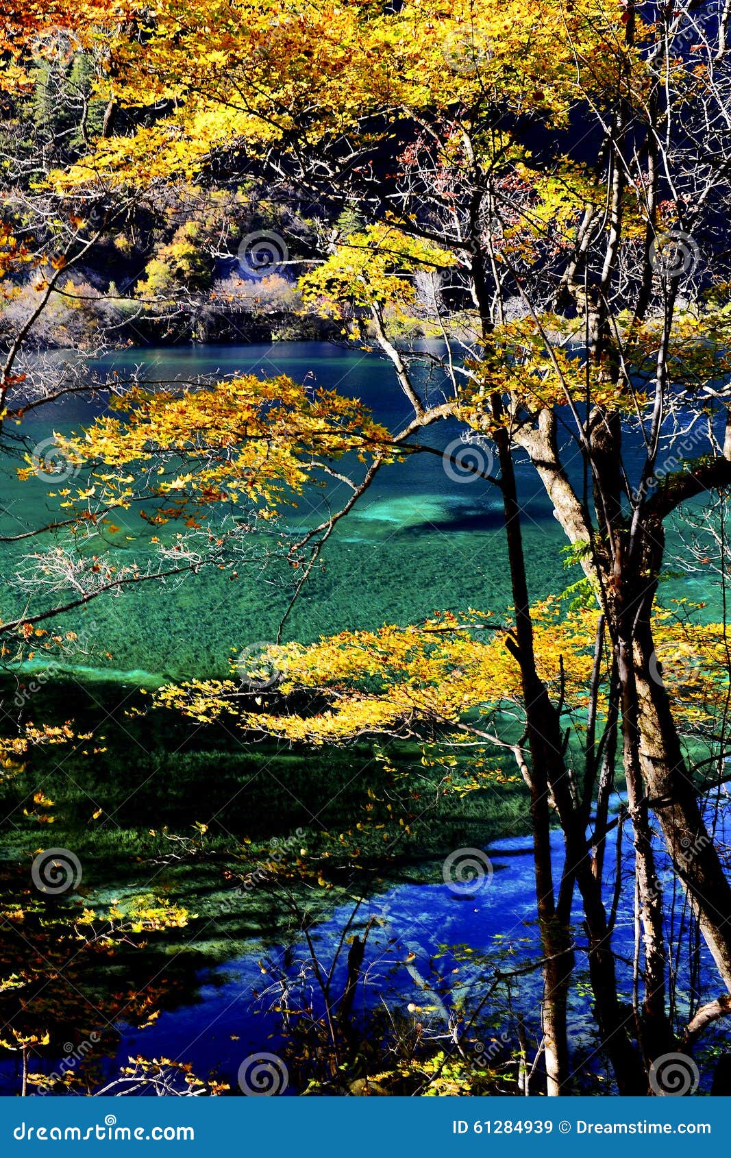 The Beautiful Scenery of the Original Forest Stock Image - Image of ...