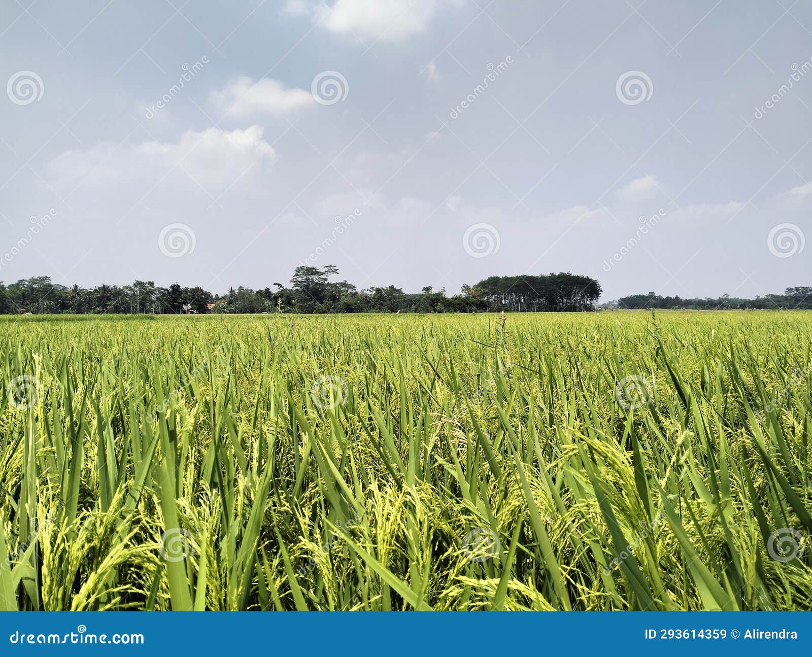 Beautiful Scenery Paddy Rice Farming Stock Image - Image of rice ...