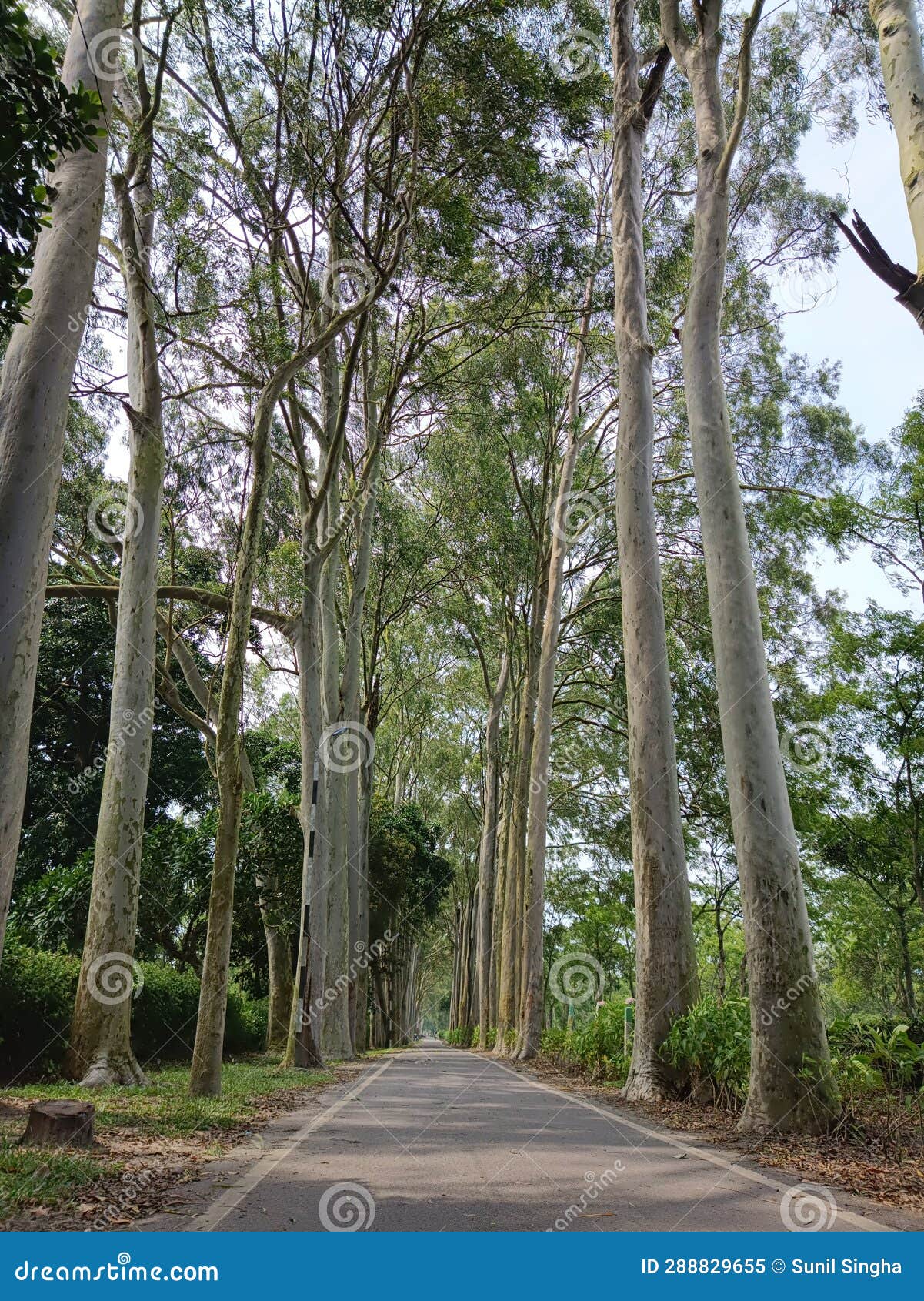 The Beautiful Scenery of Panery Tea Garden of Udalguri District. Stock ...