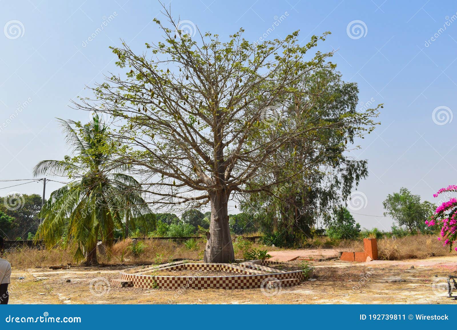 Beautiful Scenery of a Park with a Lot of Trees at Daytime Stock Image ...