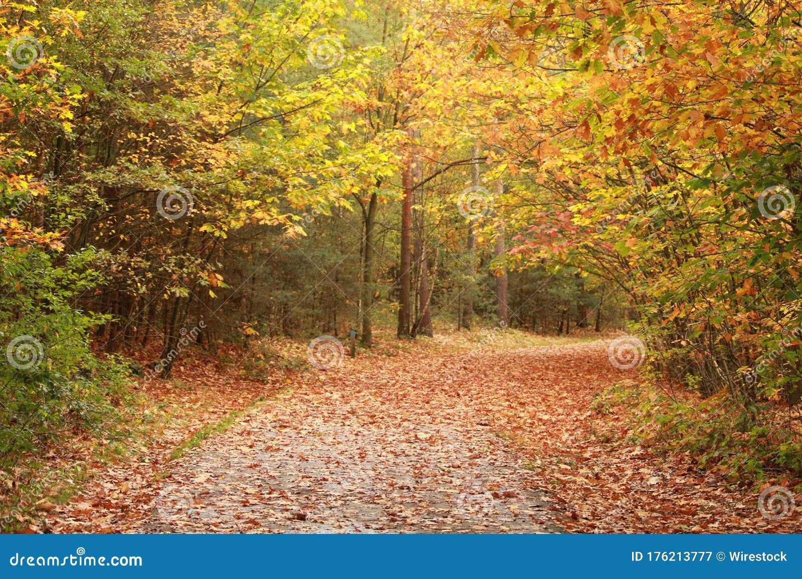 Beautiful Scenery of the Path through the Fall Trees in the Forest ...