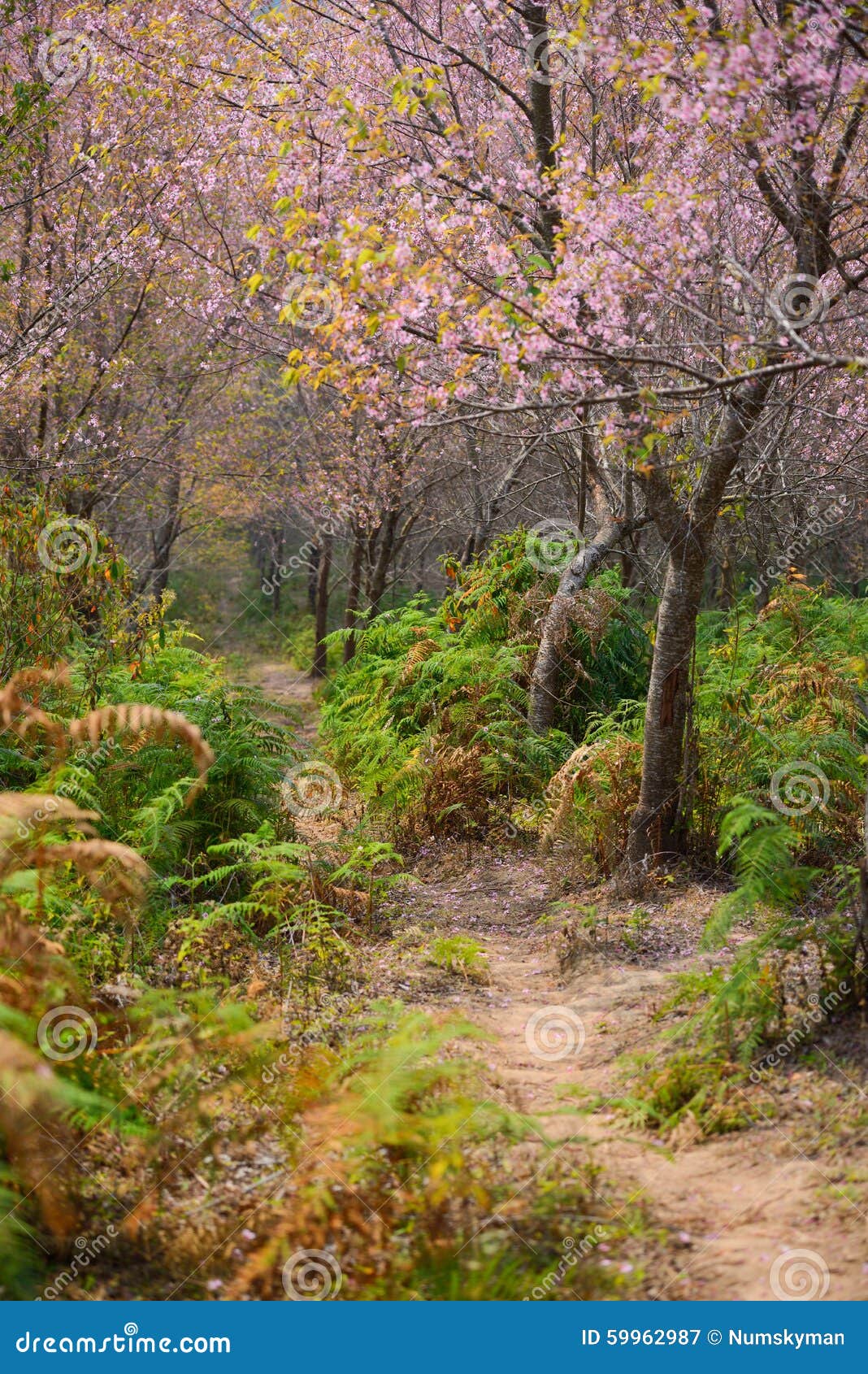 The Beautiful Scenery of Pathway in Cherry Blossom Forest Stock Image ...