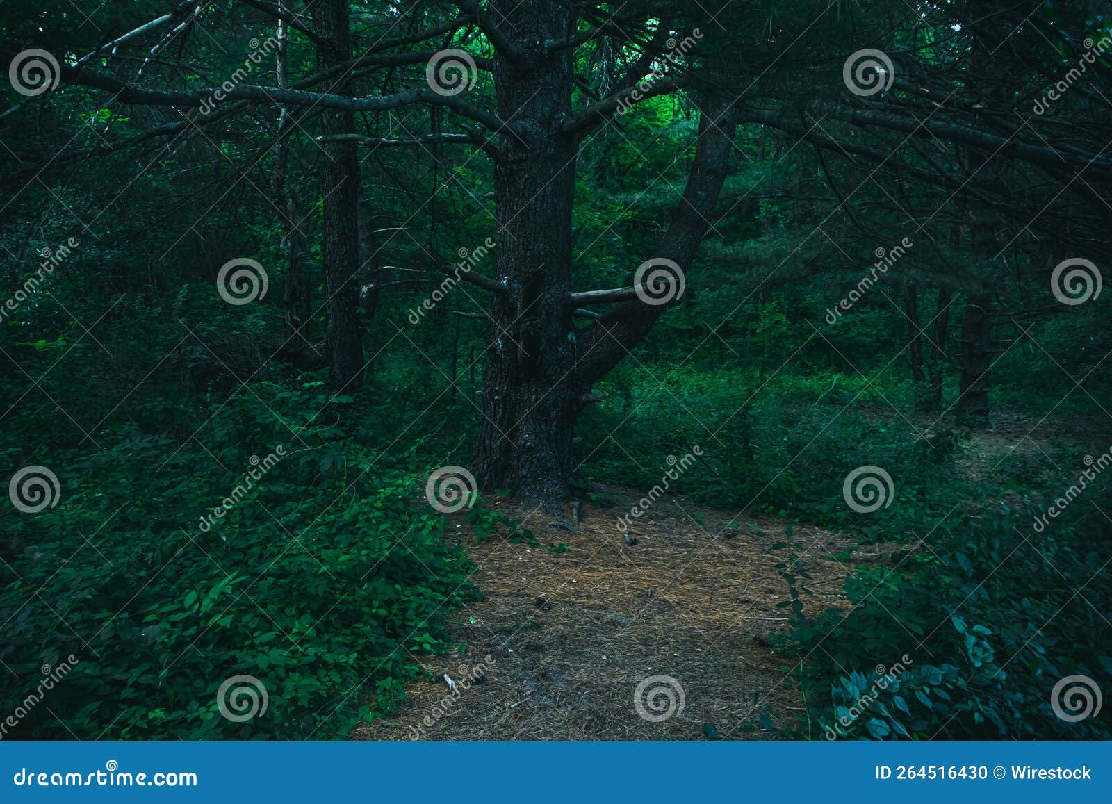 Beautiful Scenery of Pathway with an Old Tree and Fresh Vegetation in a ...