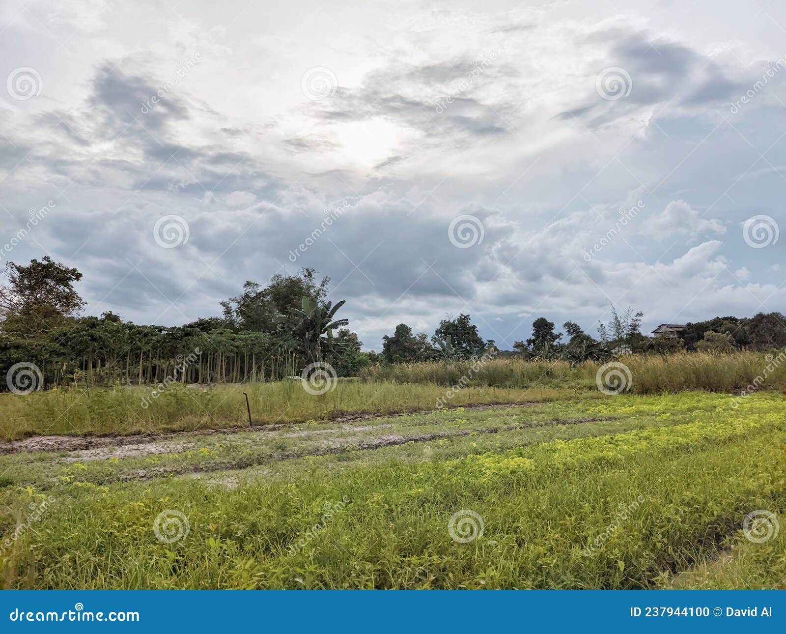 Beautiful Scenery on Plantation Land, Balikpapan Indonesia Stock Photo ...