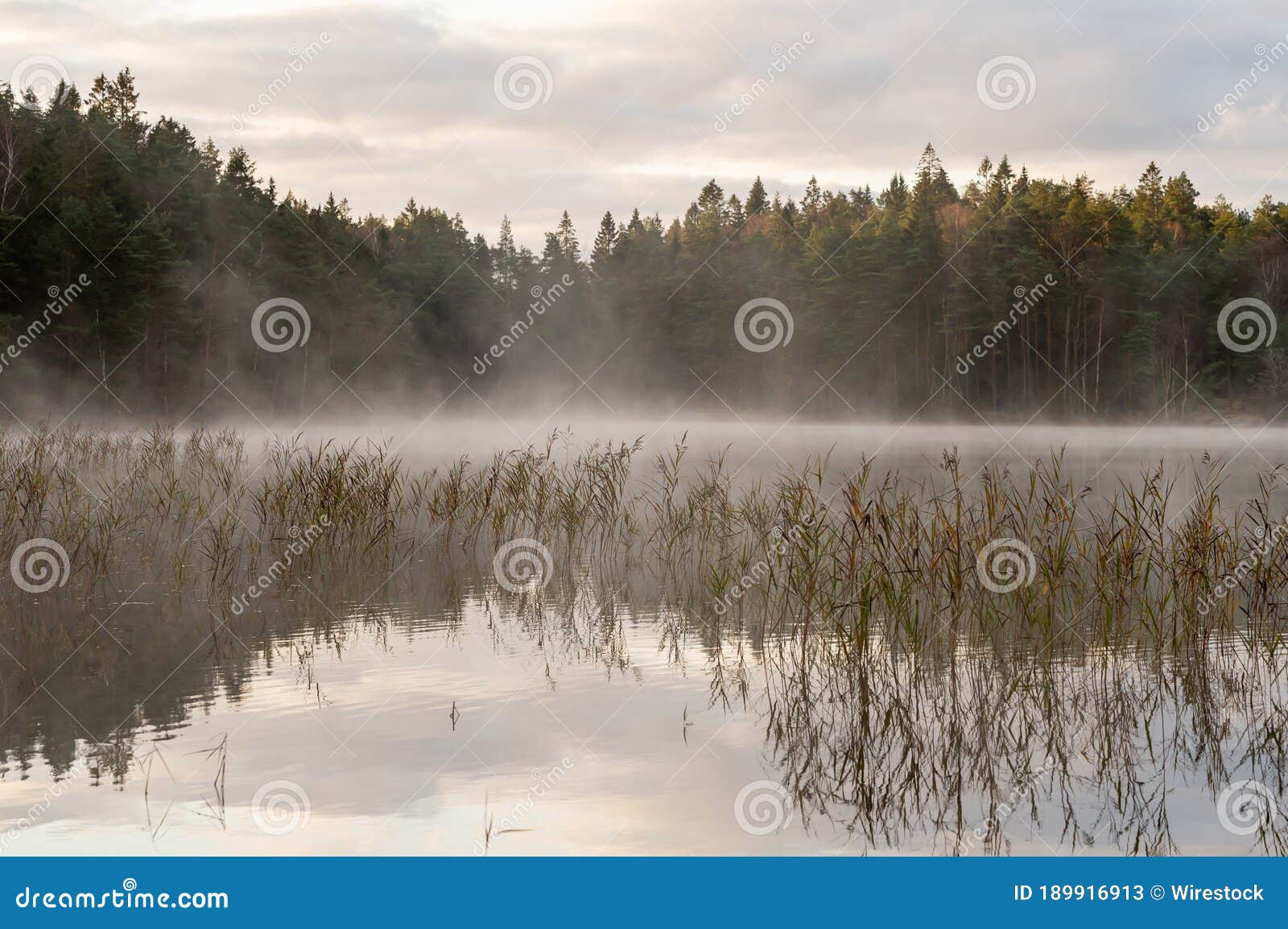 Beautiful Scenery of a Range of Trees Reflecting in the Lake with Steam ...
