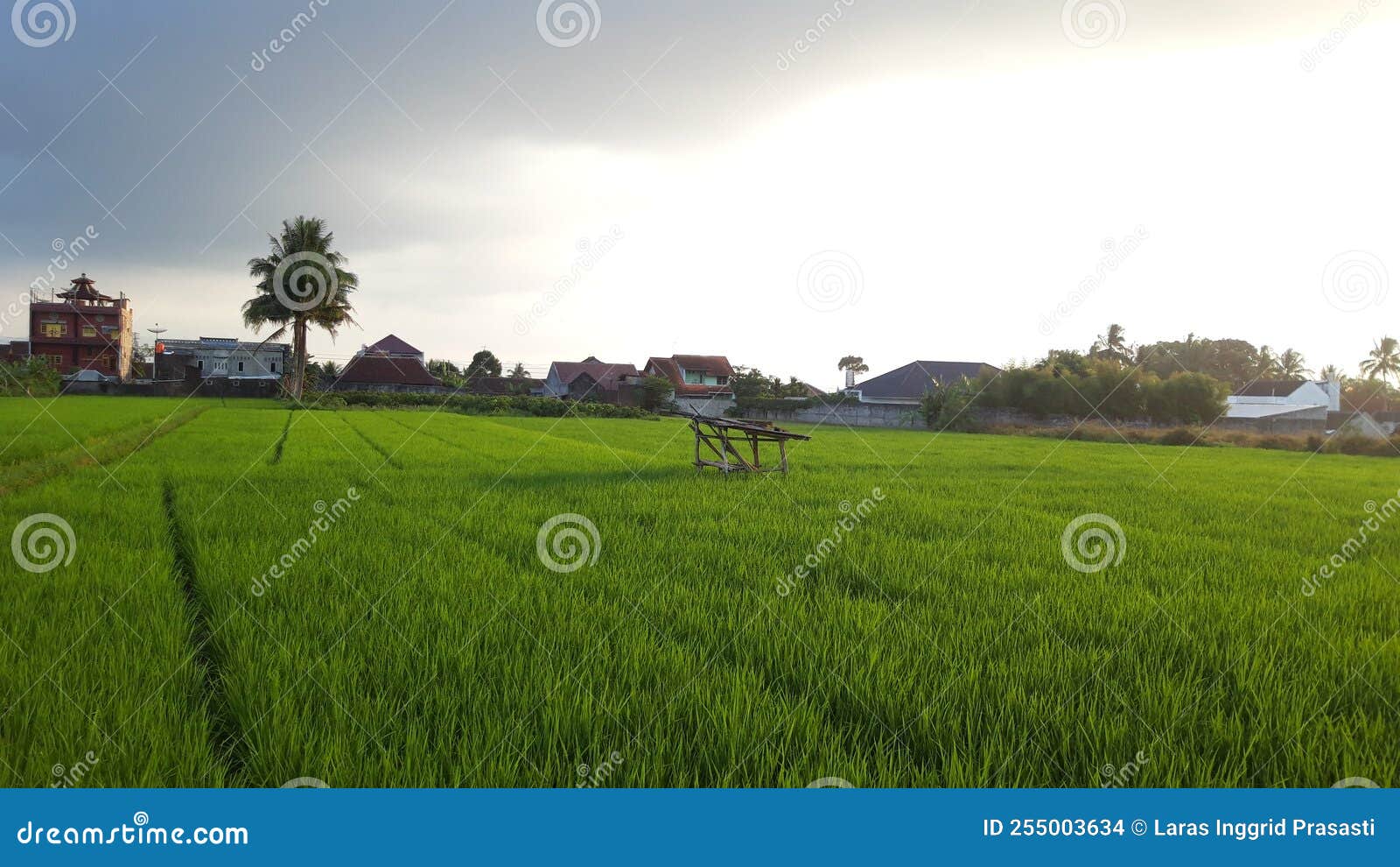 Beautiful Scenery of Rice Field Stock Photo - Image of crop, plant ...
