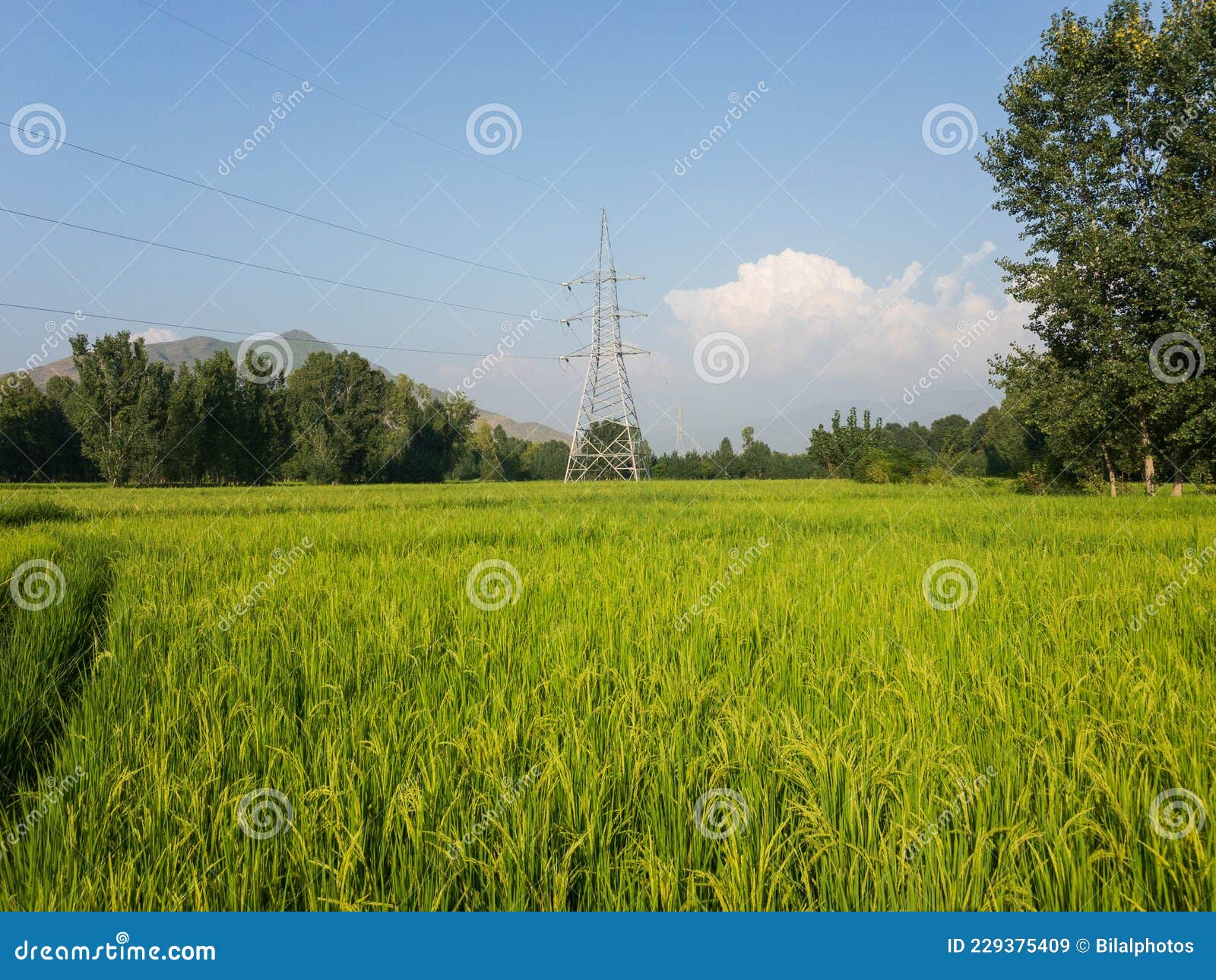 Beautiful Scenery of a Rice Fields in Swat Valley Stock Image - Image ...