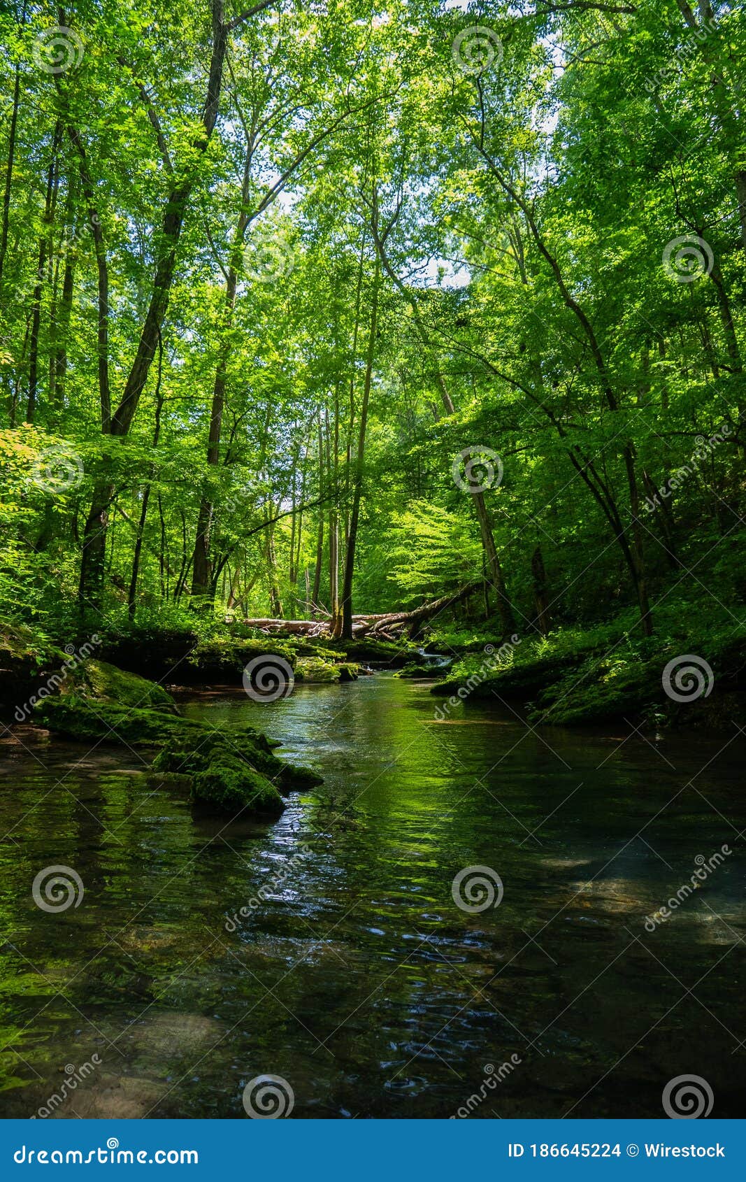 Beautiful Scenery of a River Surrounded by Greenery in a Forest Stock ...