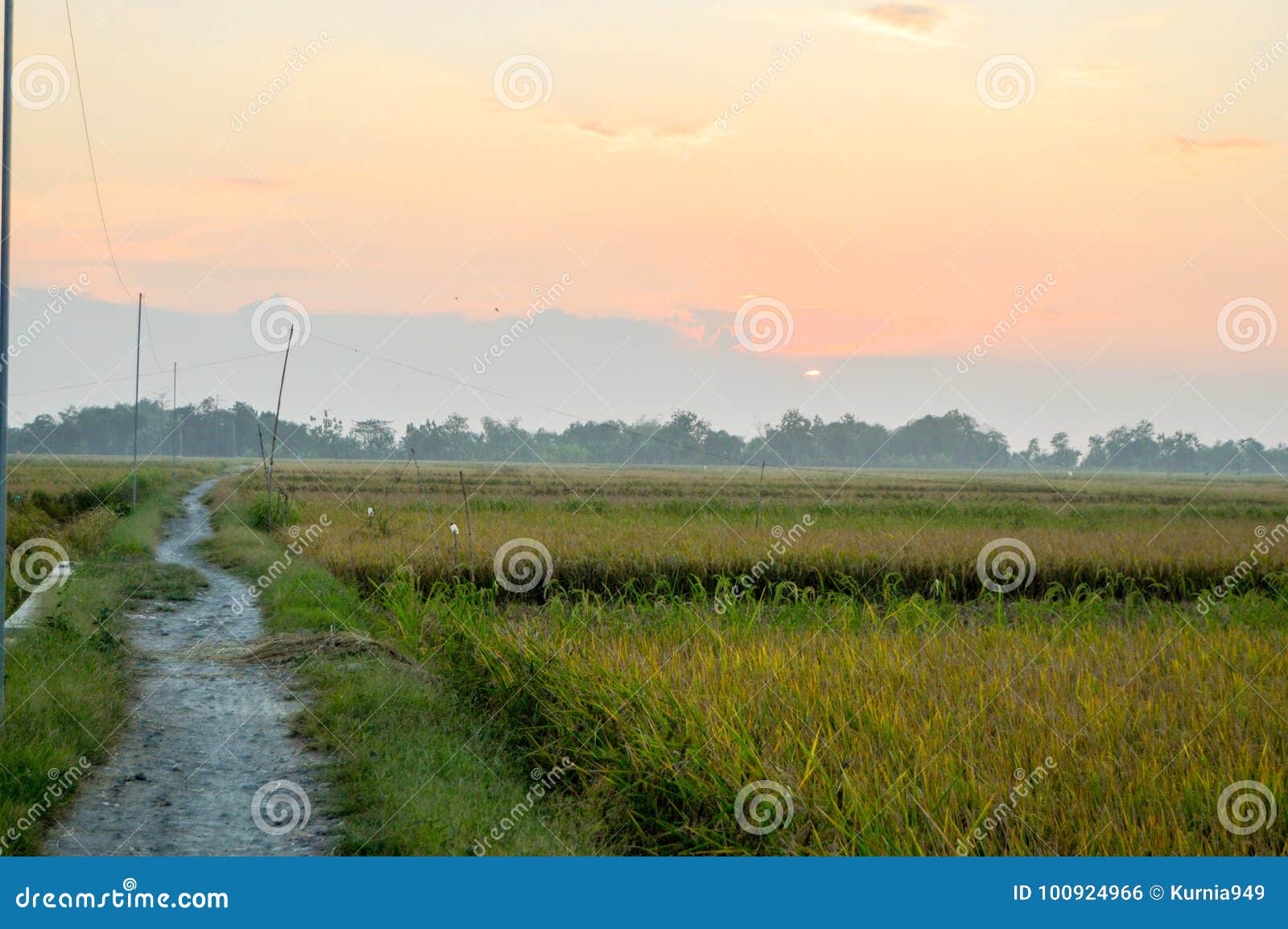 Rice Fields Scenery at Sunrise Time Stock Photo - Image of fields ...