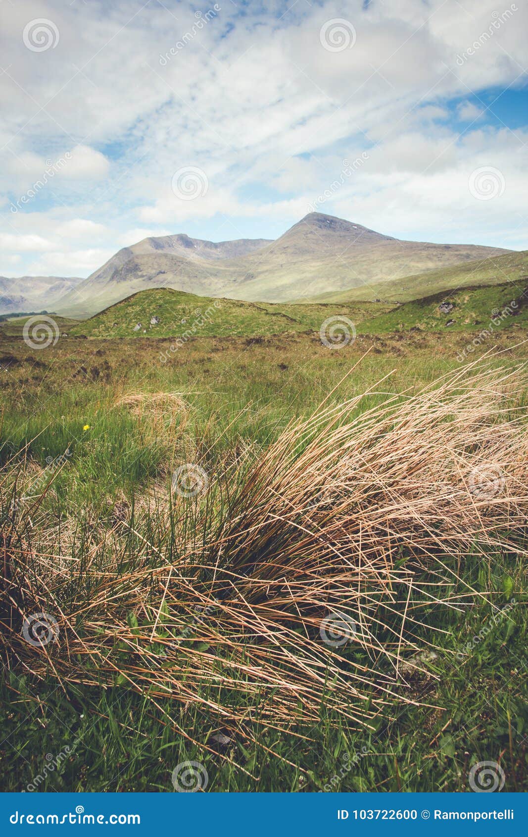 Beautiful Scenery in the Scottish Higlands, with Long Growing Gr Stock ...