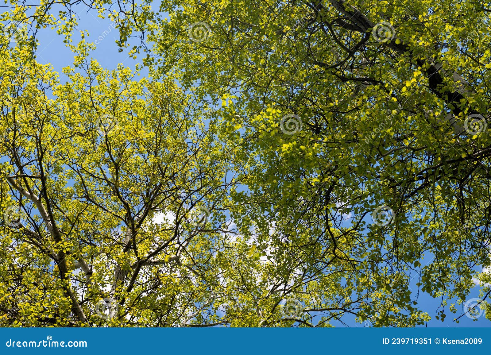 Beautiful Scenery in Spring in the Park Stock Image - Image of forest ...