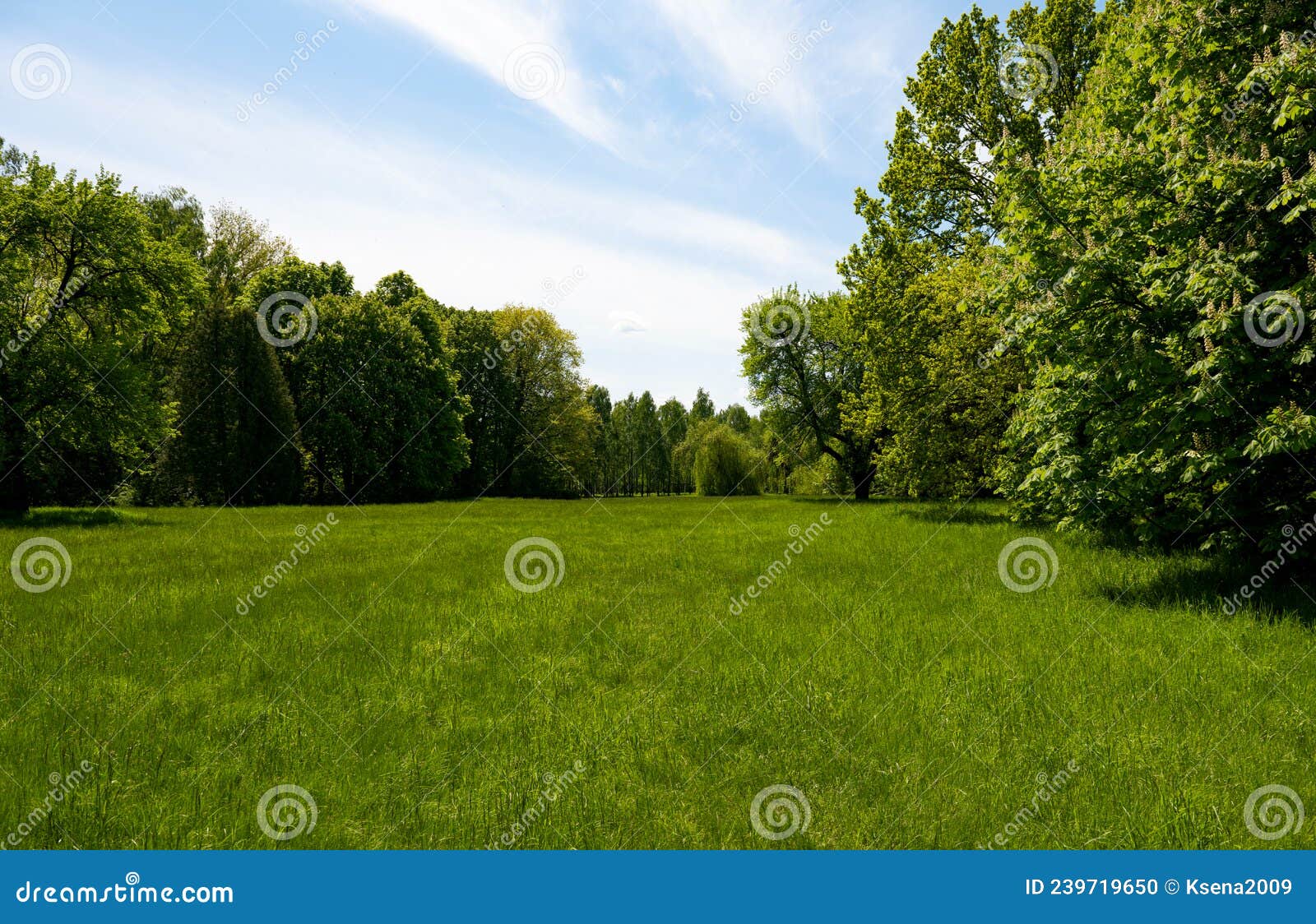Beautiful Scenery in Spring in the Park Stock Photo - Image of forest ...