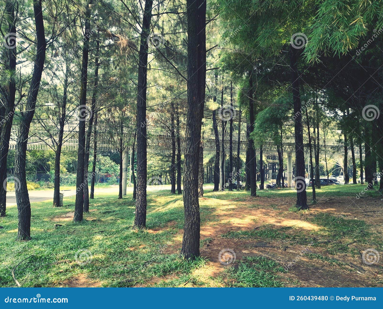 Beautiful Scenery Surrounded by Tall Pine Trees Stock Photo - Image of ...
