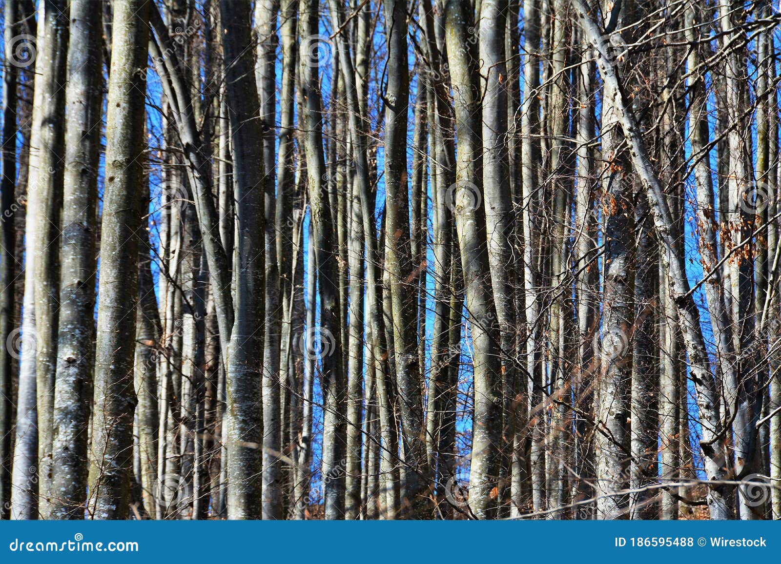 Beautiful Scenery of Tall Tree Trunks in a Forest on a Sunny Day Stock ...