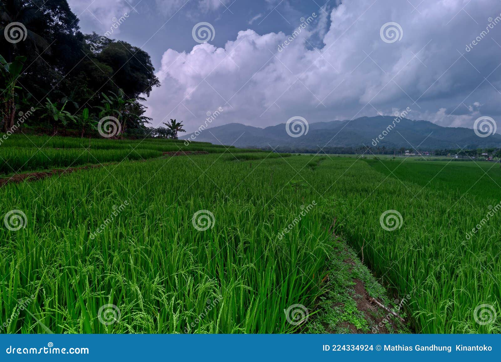 Beautiful Scenery in the Terraced Rice Fields Stock Photo - Image of ...