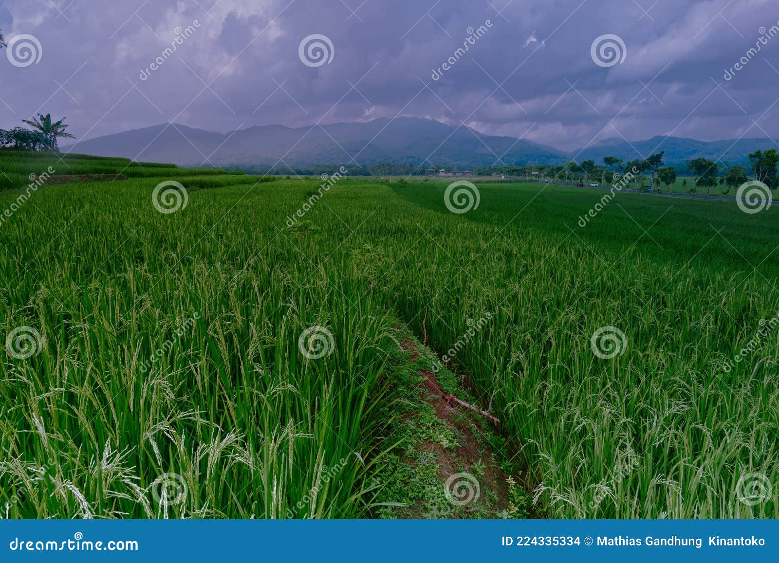 Beautiful Scenery in the Terraced Rice Fields Stock Photo - Image of ...