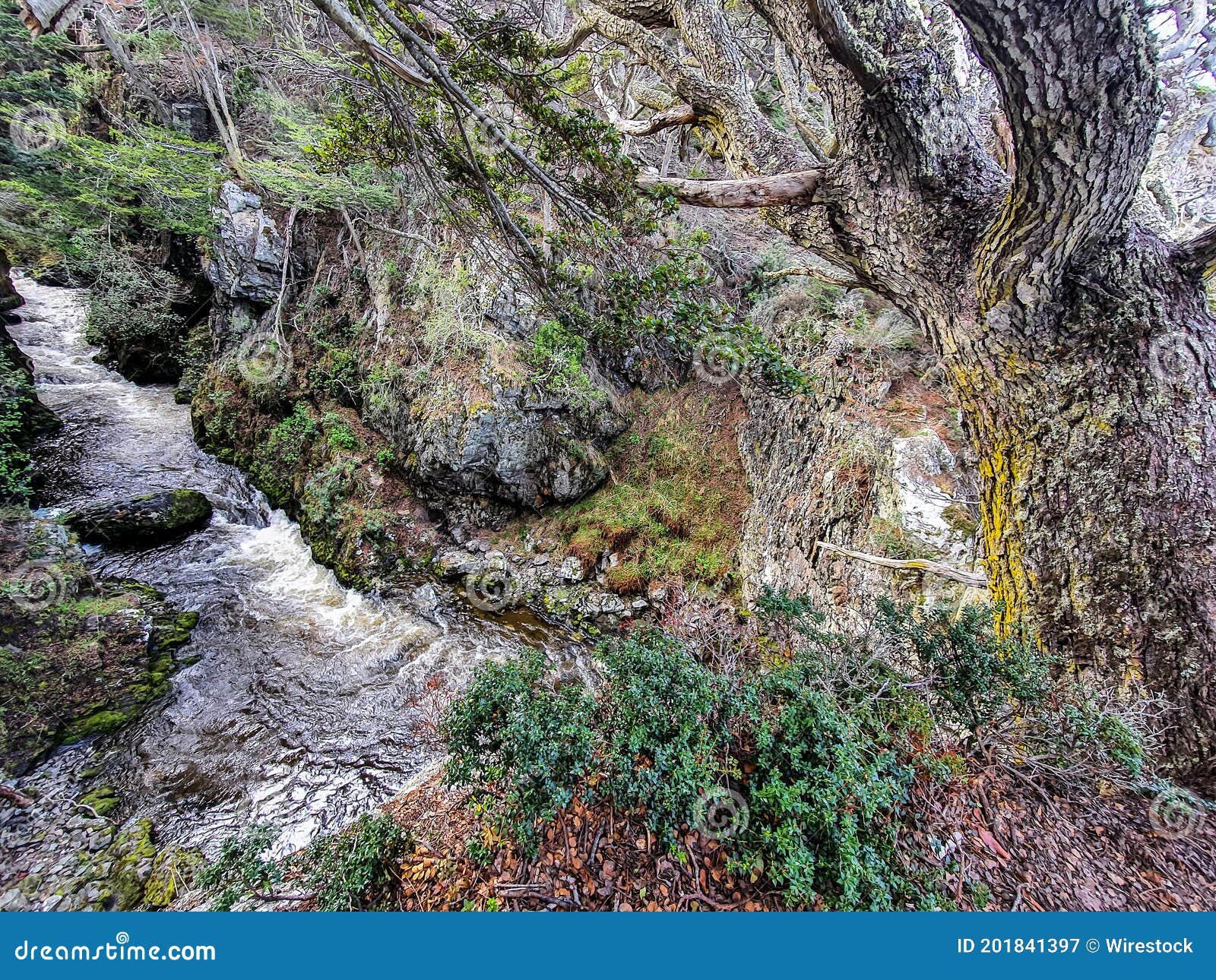 Beautiful Scenery of a Tiny Waterfall and Trees in the Forest on a Fall ...