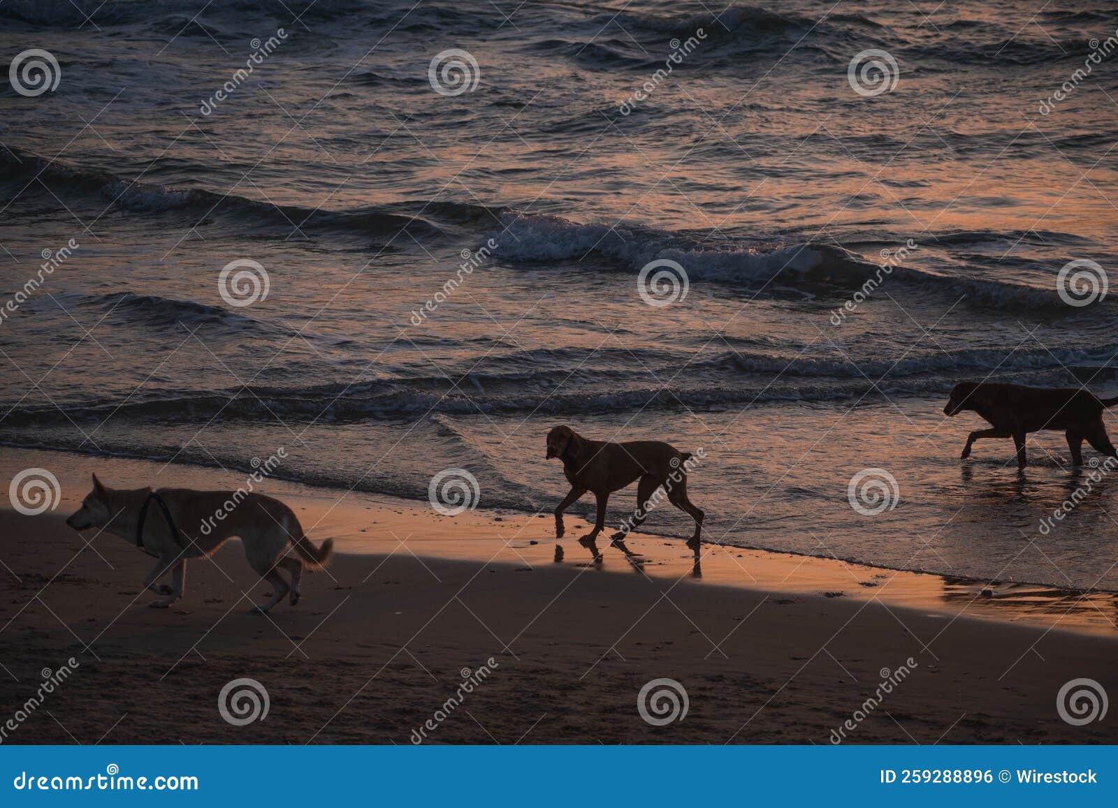 Beautiful Scenery of Tree Big Dogs Running and Playing at the Sandy ...