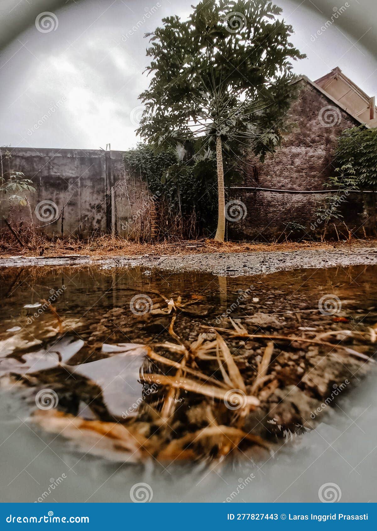 Beautiful Scenery Tree after Rain in the Park Stock Image - Image of ...