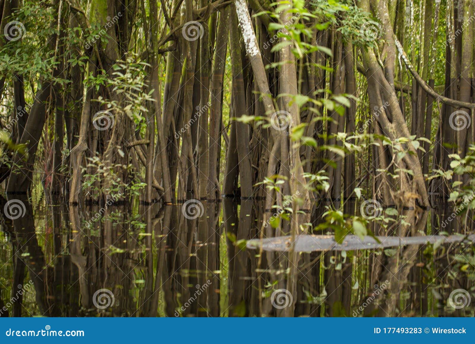 Beautiful Scenery of the Trees Reflecting on the Swamp in a Forest ...