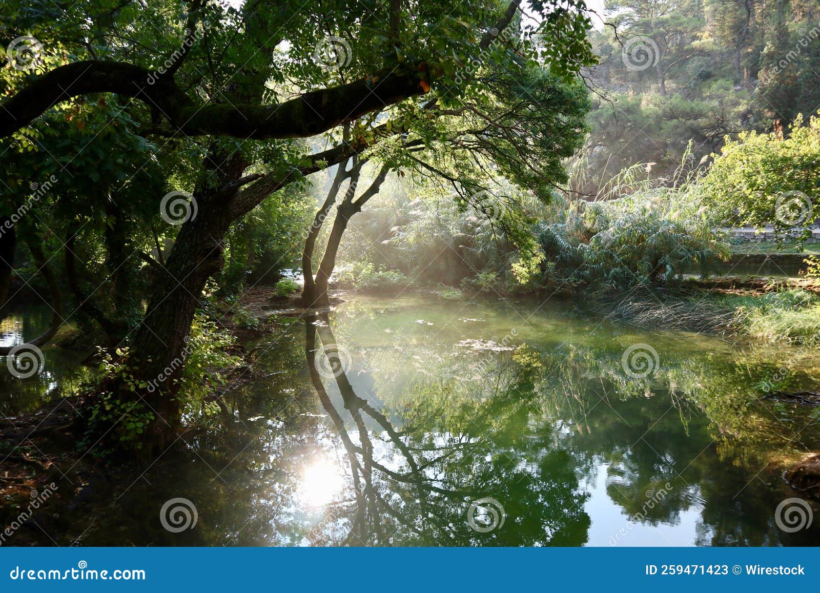 Beautiful Scenery of Vegetation with Reflection in a Swamp Stock Image ...