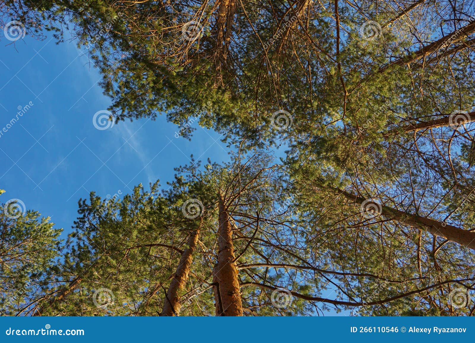 Beautiful Scenery. View through the Trees Stock Photo - Image of world ...