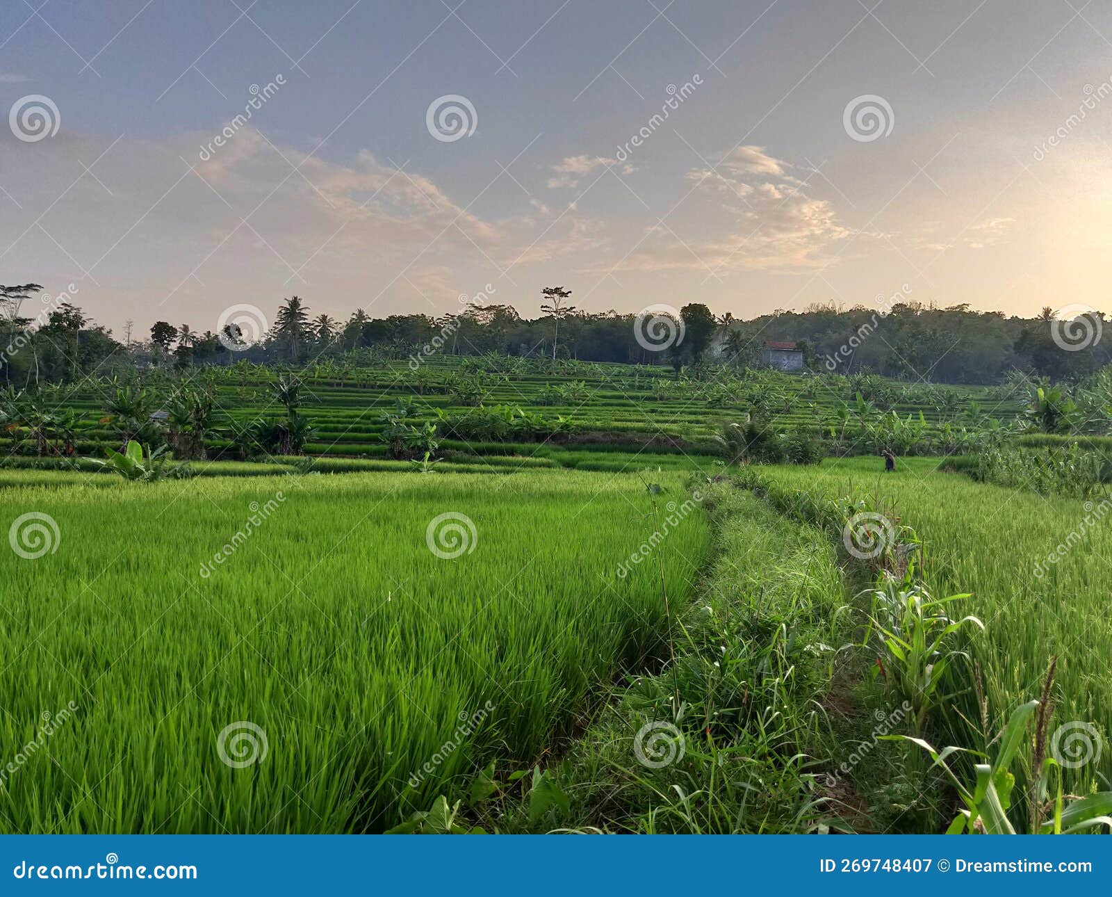 Beautiful Scenery in the Village To Refresh the Mind Stock Image ...