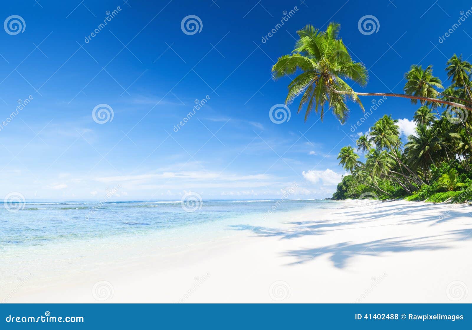 Beautiful Scenic Beach with Palm Tree Stock Photo - Image of idyllic ...
