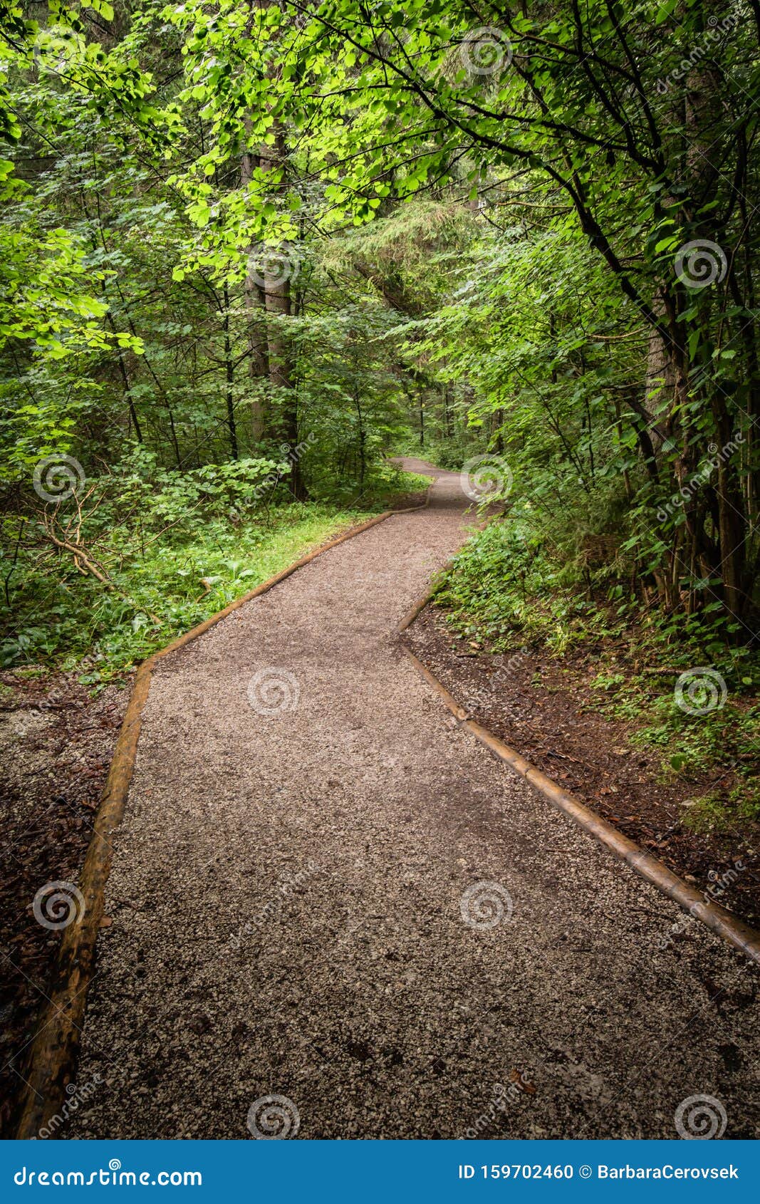 Beautiful Scenic Empty Forest Path Stock Photo - Image of sunray ...