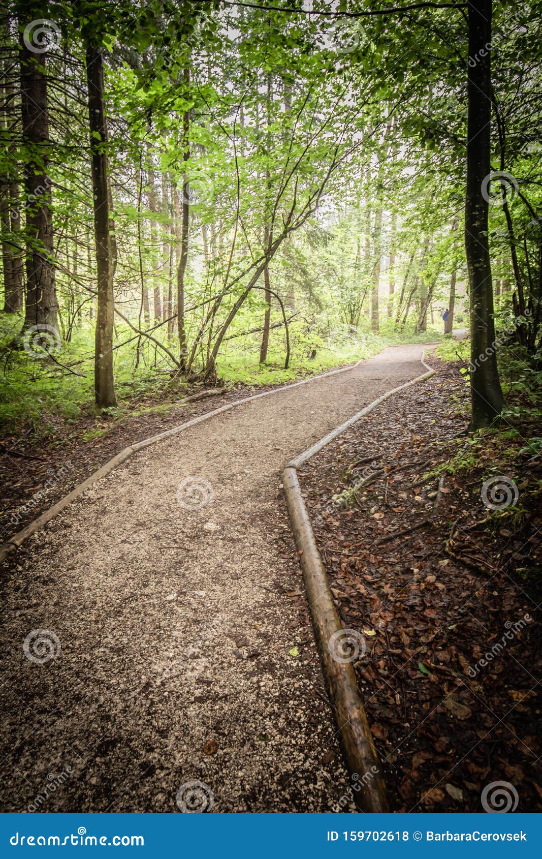 Beautiful Scenic Empty Forest Path Stock Photo - Image of nature ...