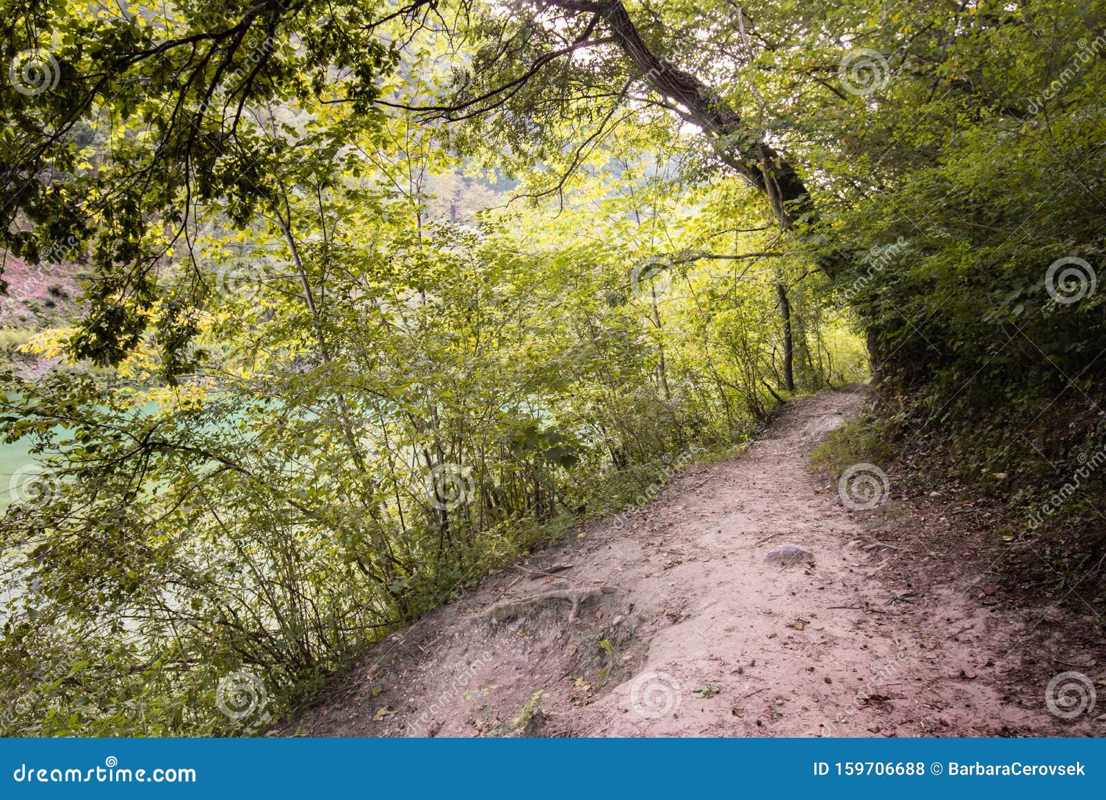 Beautiful Scenic Empty Forest Path Stock Photo - Image of environment ...