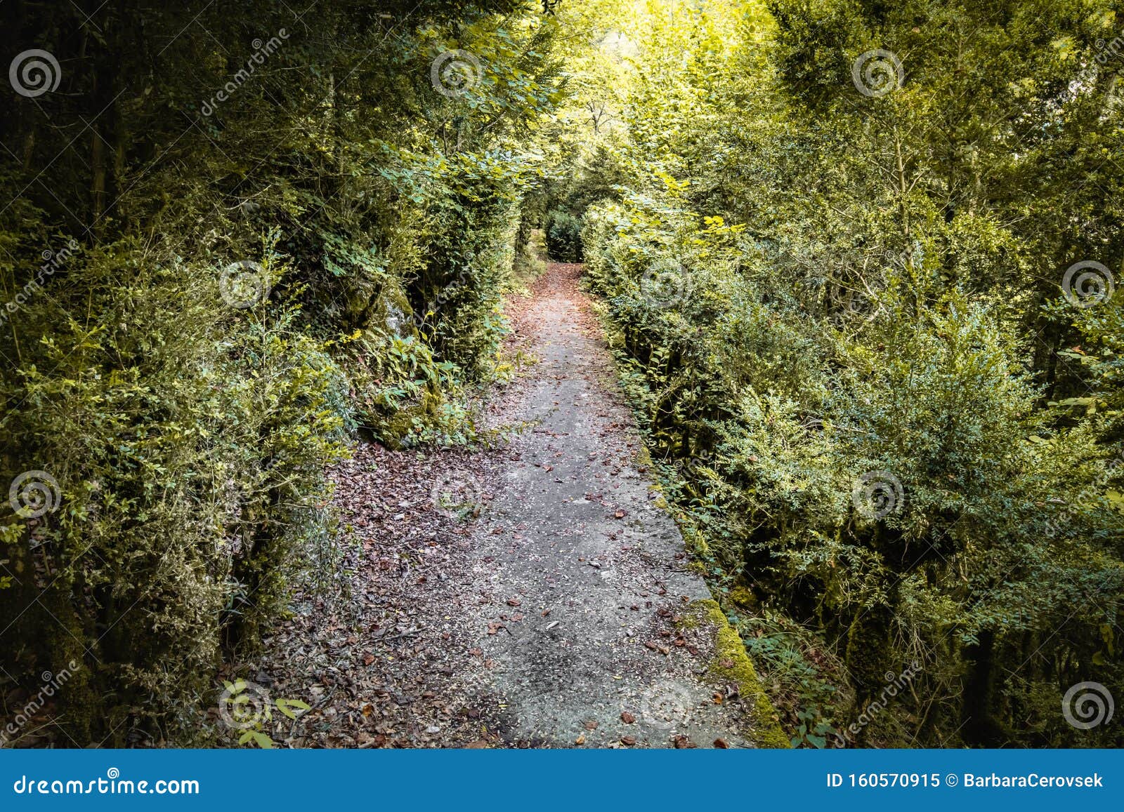 Beautiful Scenic Empty Forest Pathway Stock Image - Image of landscape ...