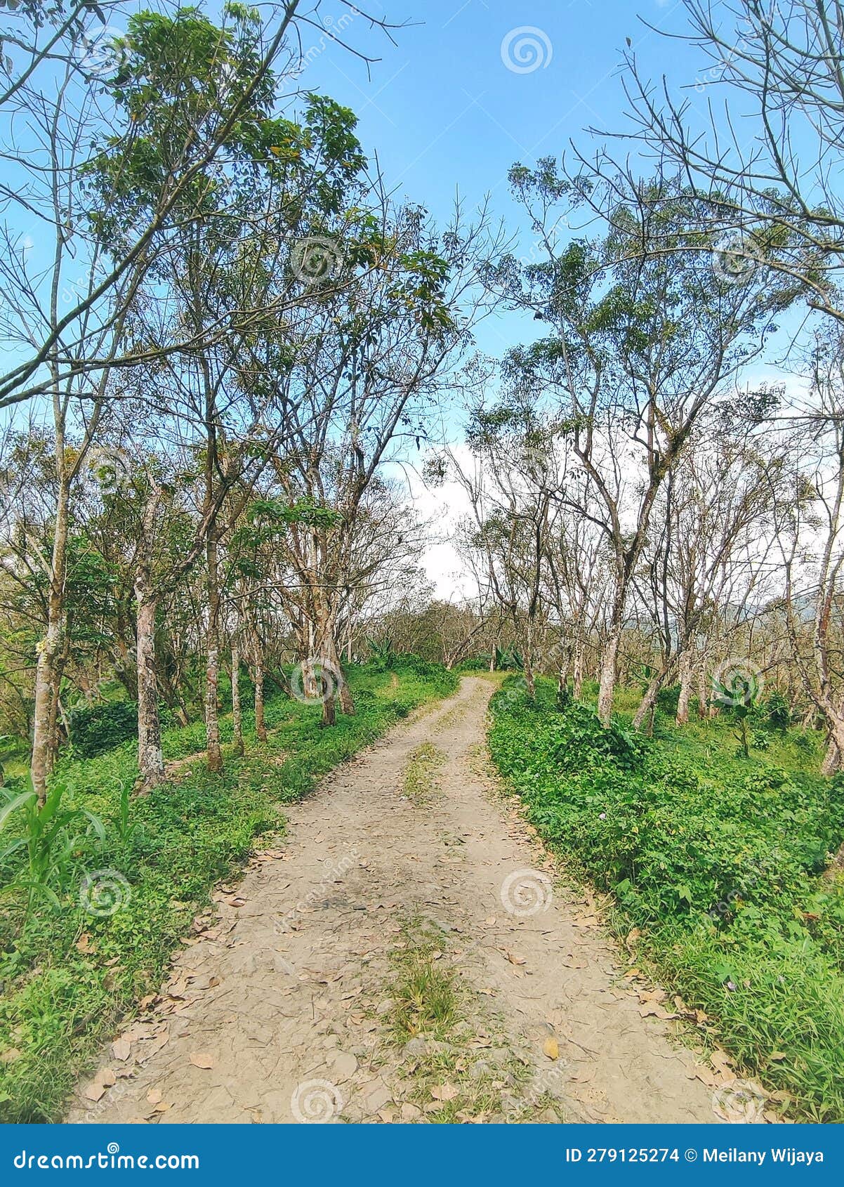 Beautiful Scenic Pathway in the Middle of the Forest Stock Photo ...