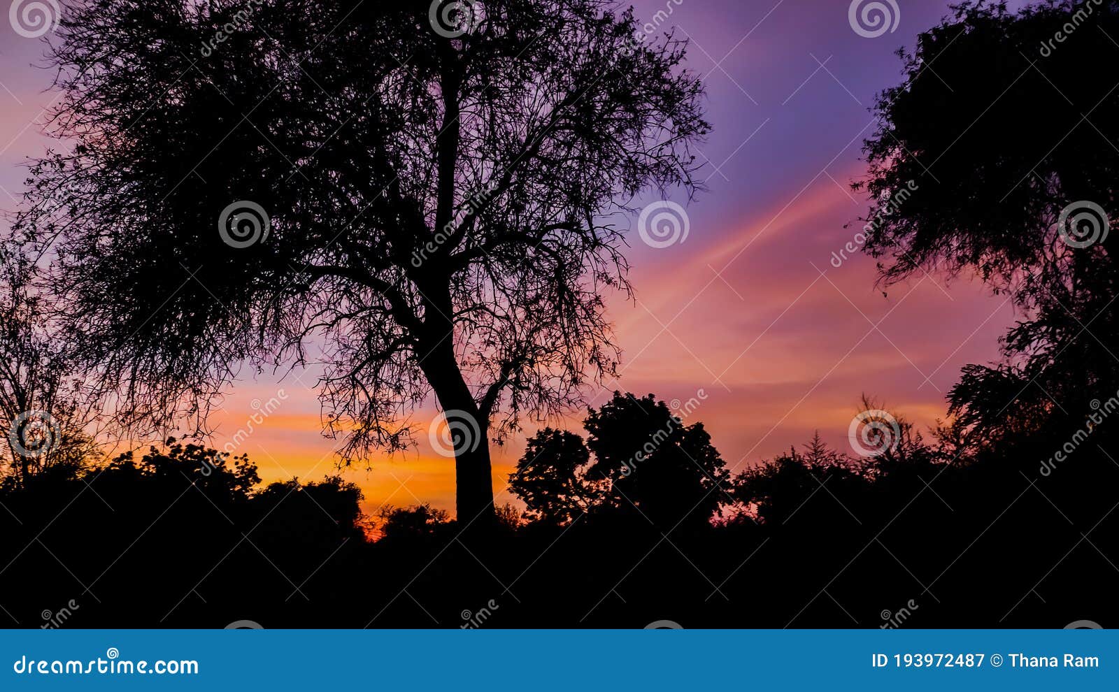 Dark Trees with Red Clouds Background after the Sunset Stock Image ...