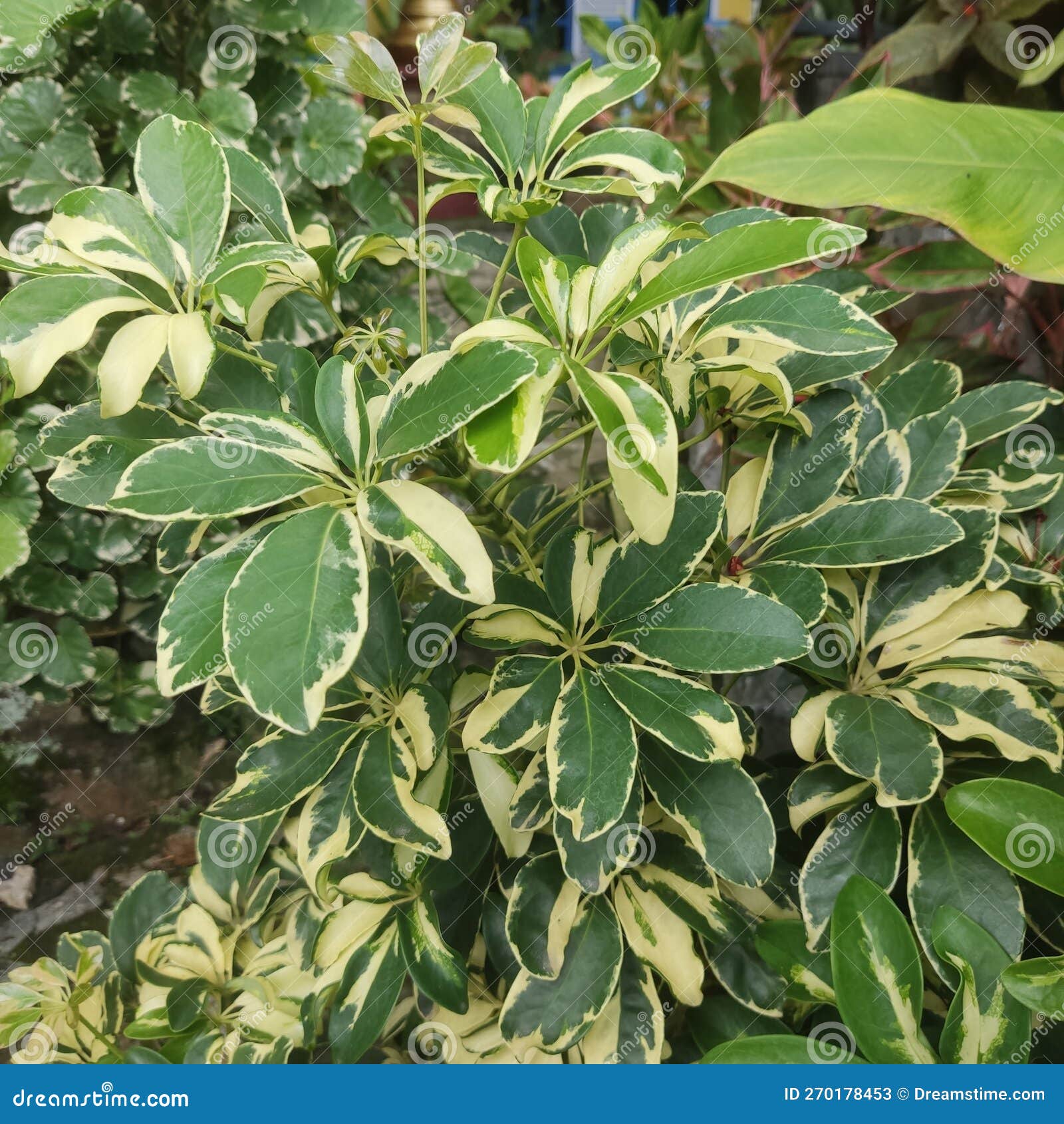 Beautiful Schefflera Plant On Windowsill Royalty-Free Stock Photography ...