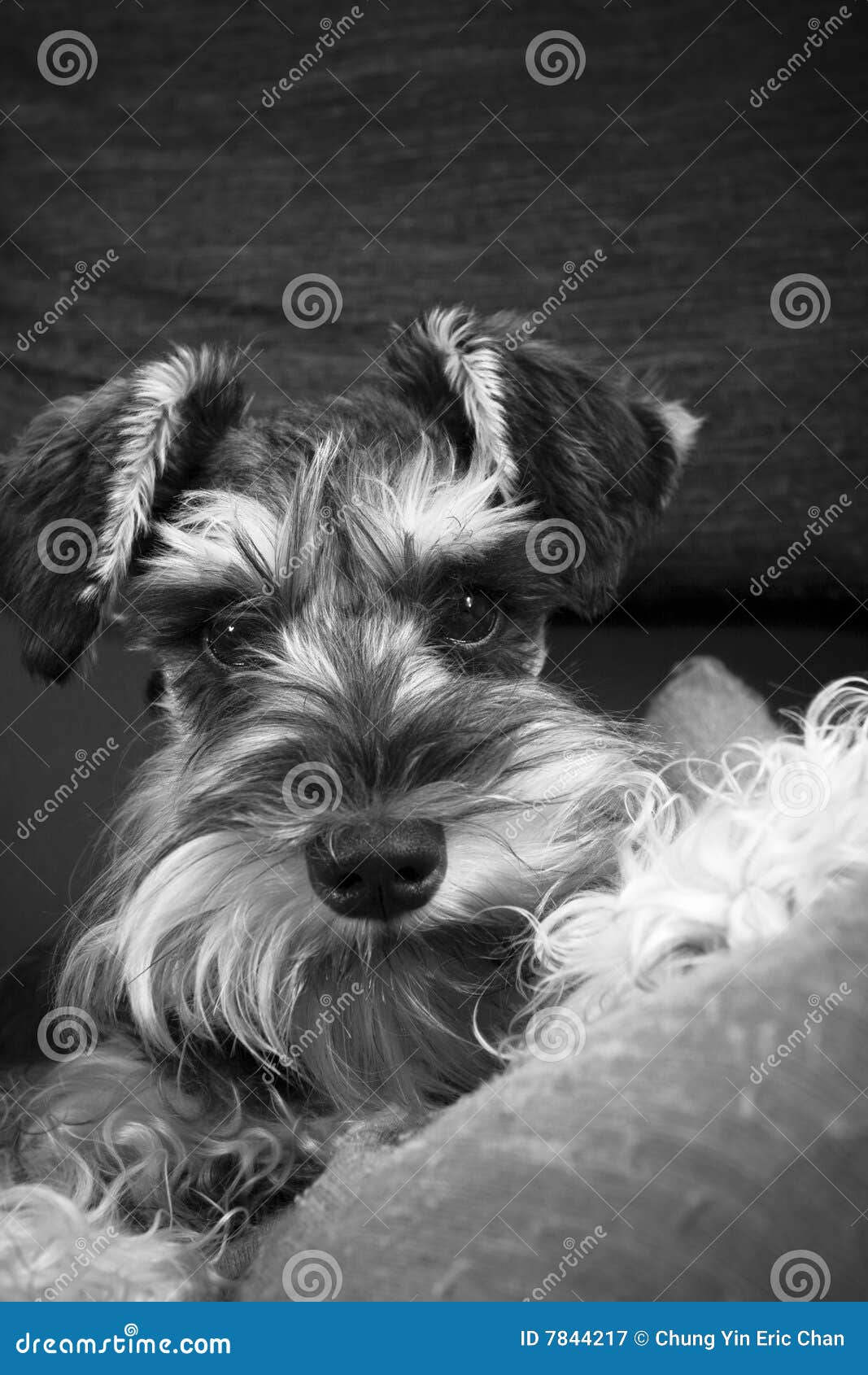 Beautiful Schnauzer Baby stock image. Image of puppy, doggie - 7844217