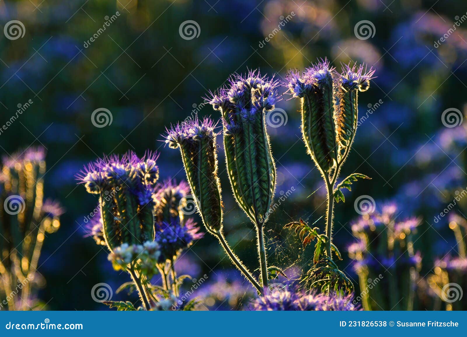 A Beautiful Scorpionweed Phacelia in the Evening Light Stock Photo ...