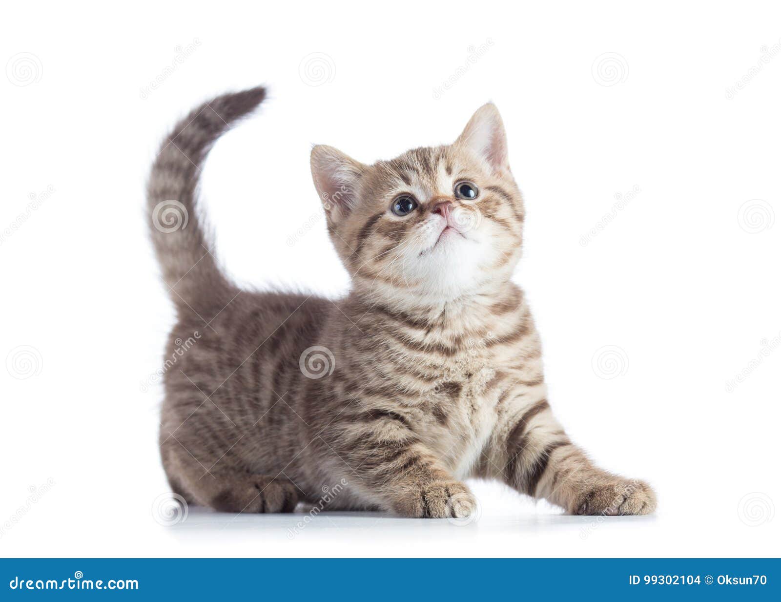 Beautiful Scottish Cat Kitten Profile Side View Isolated on White Stock ...