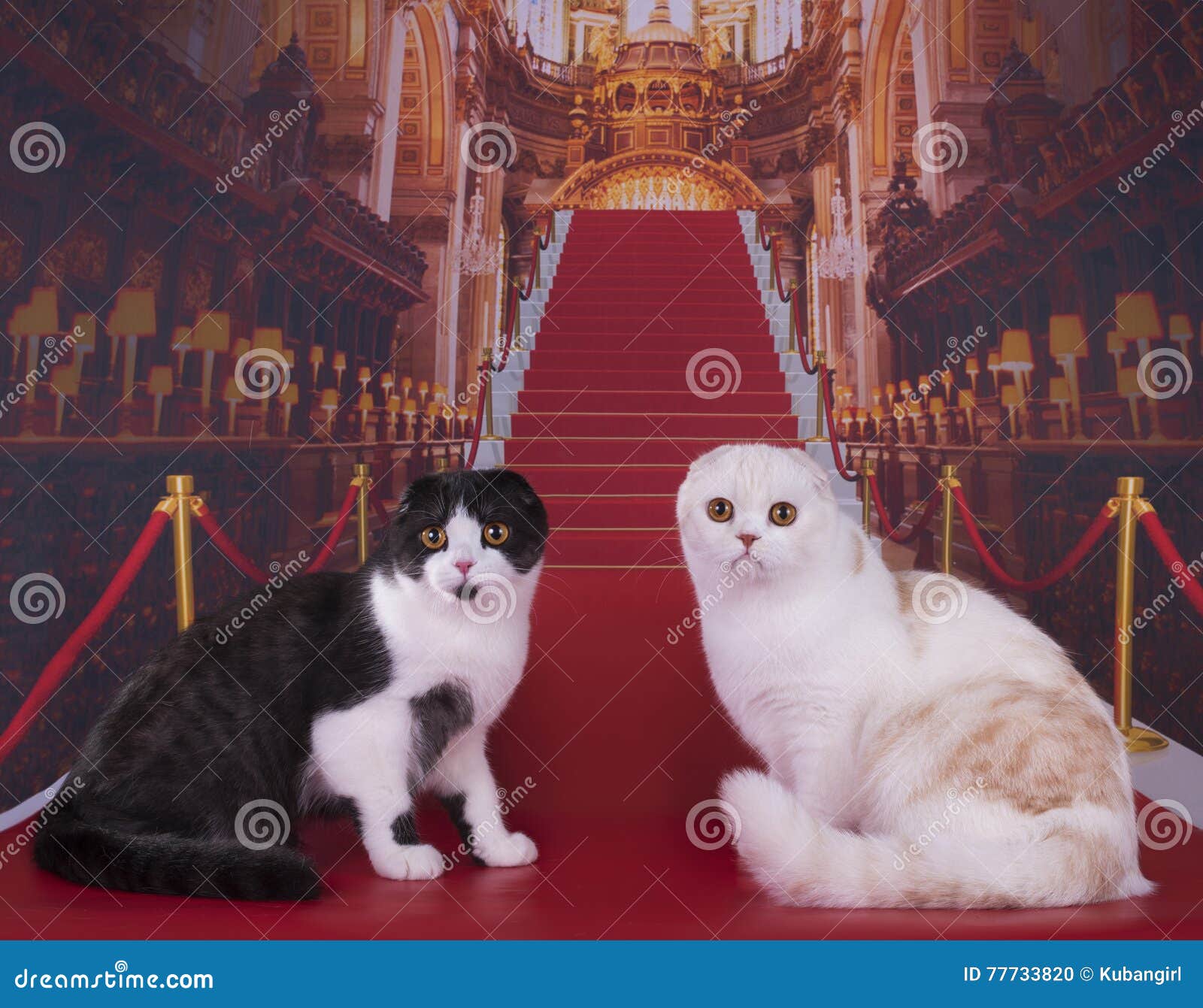 Beautiful Scottish Cat on the Red Carpet Stock Photo - Image of carpet ...