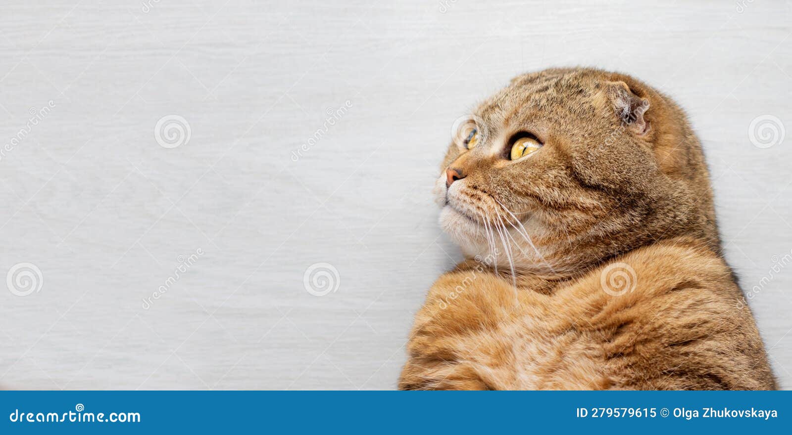 Beautiful Scottish Fold Silver Tabby Portrait Stock Image - Image of ...