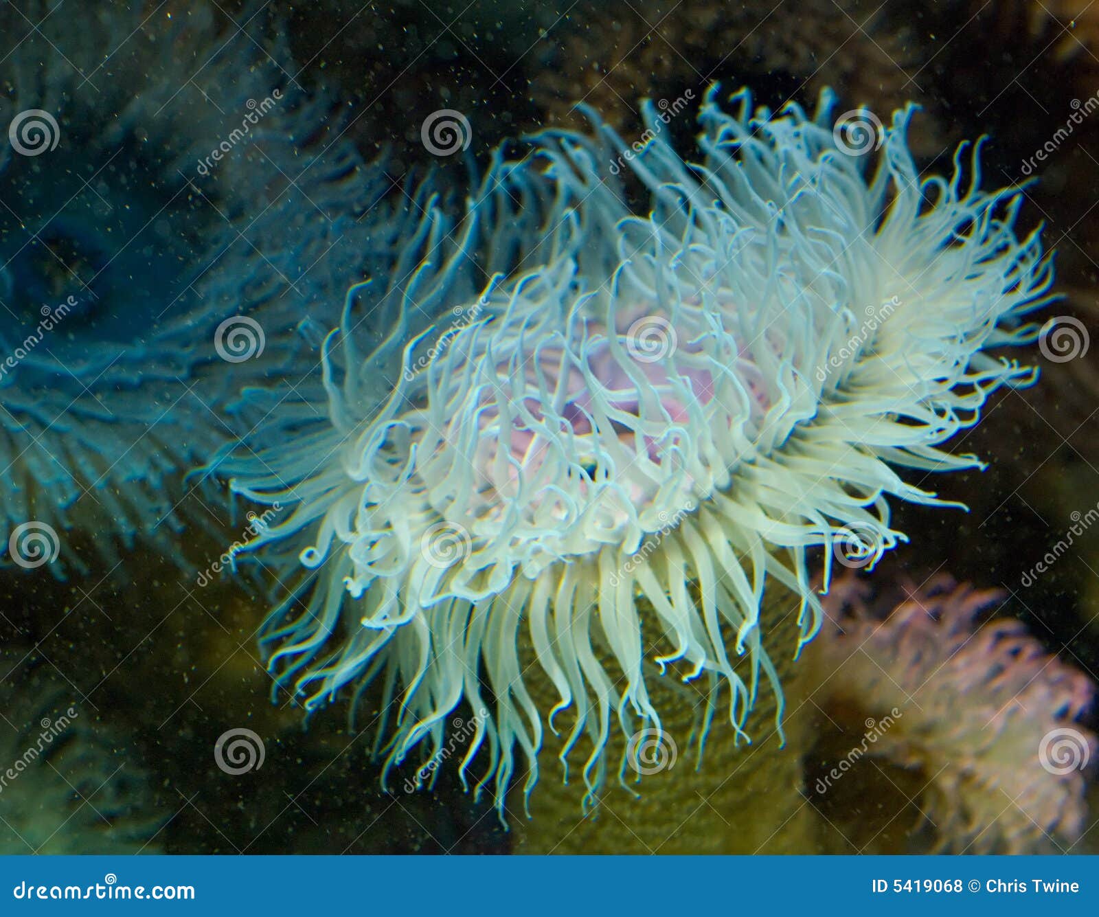 Beautiful sea anemone stock photo. Image of wildlife, undersea - 5419068