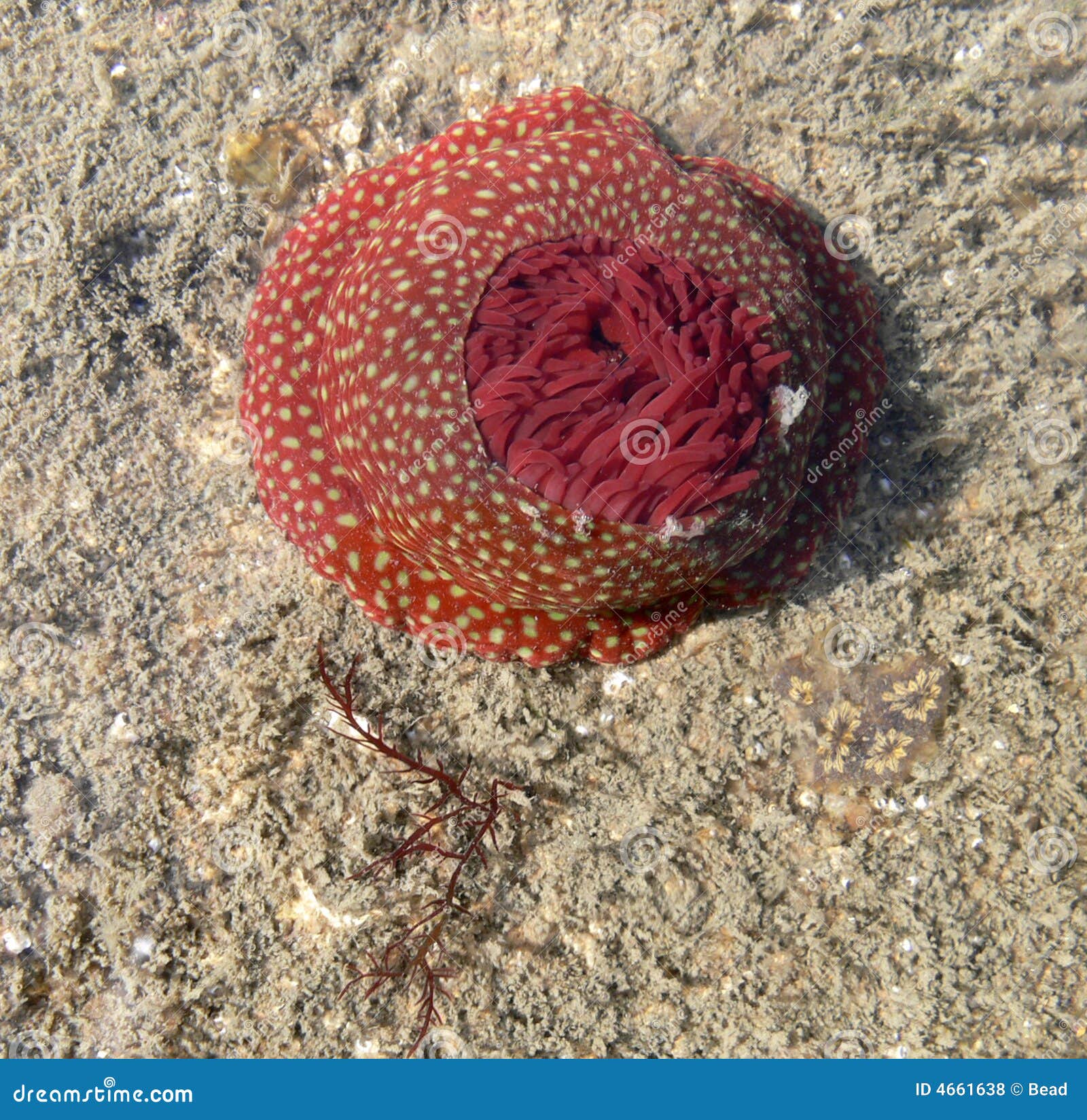 2,016 Amazing Sea Creature Stock Photos - Free & Royalty-Free Stock ...