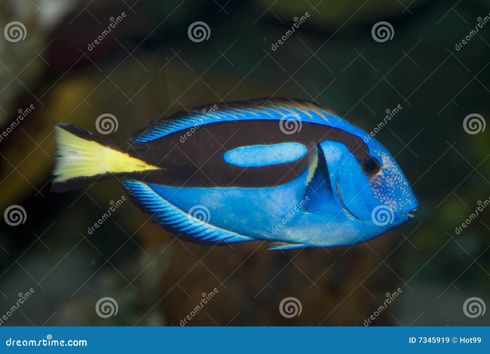 Beautiful sea fish stock image. Image of wildlife, horizontal - 7345919